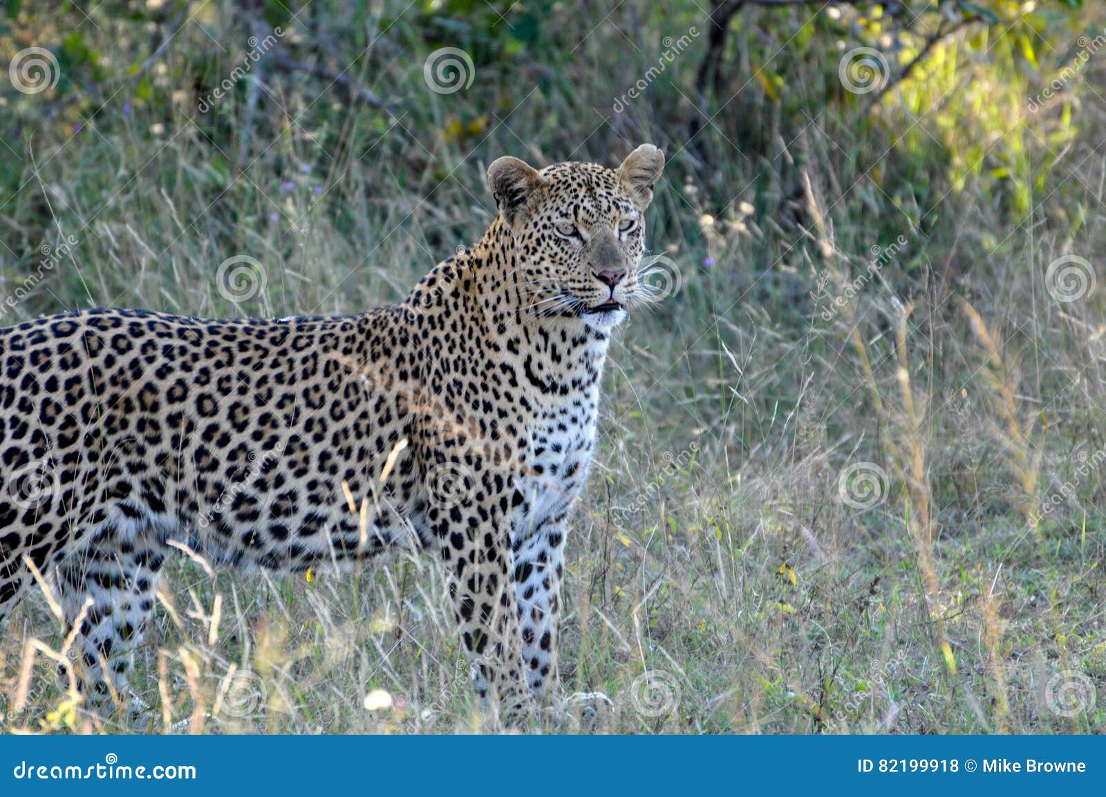 Leopard closeup stock photo. Image of colorful, closeup - 82199918
