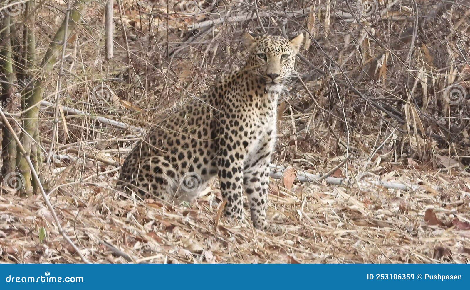 Leopard Closeup Shot in Natural Habitat Stock Image - Image of savanna ...