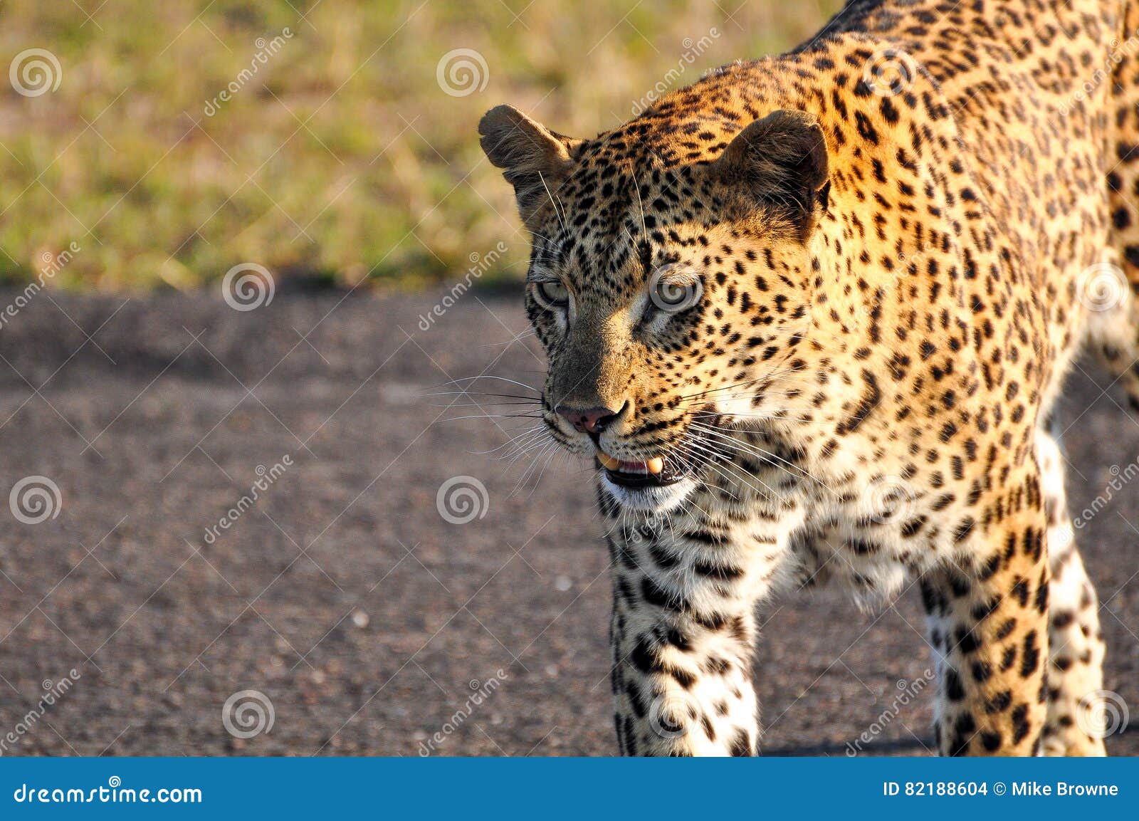 Leopard closeup stock photo. Image of vulnerable, aggressive - 82188604