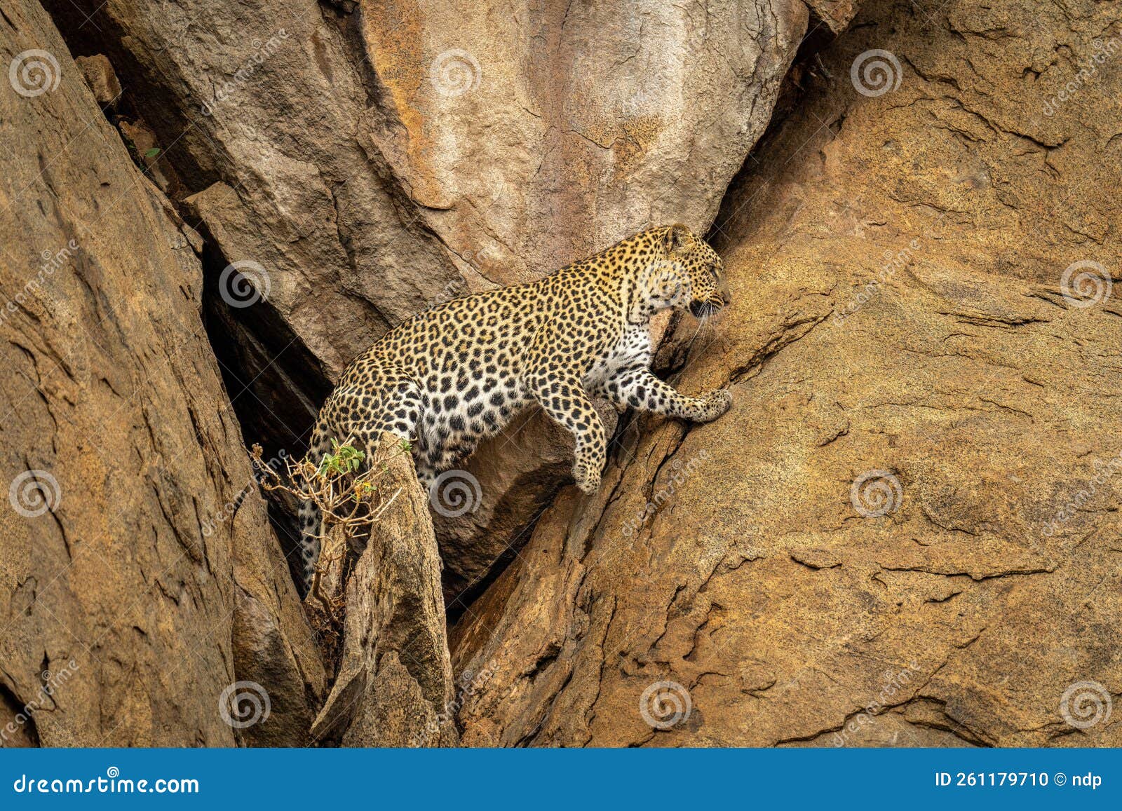 Leopard Comes Out of Cave in Cliff Stock Photo - Image of mammal ...