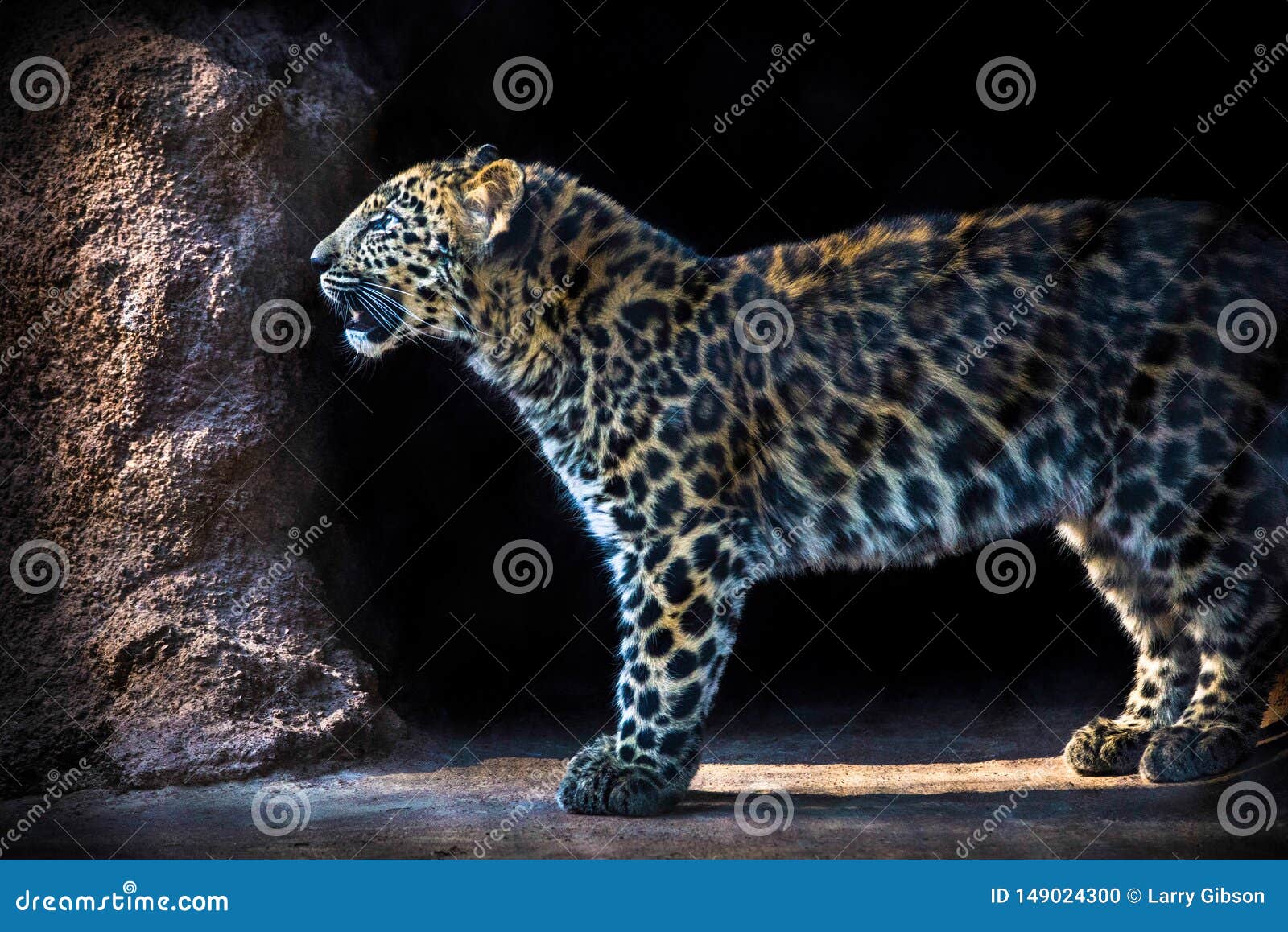 Wallpapers Leopard Wallpaper Cave
