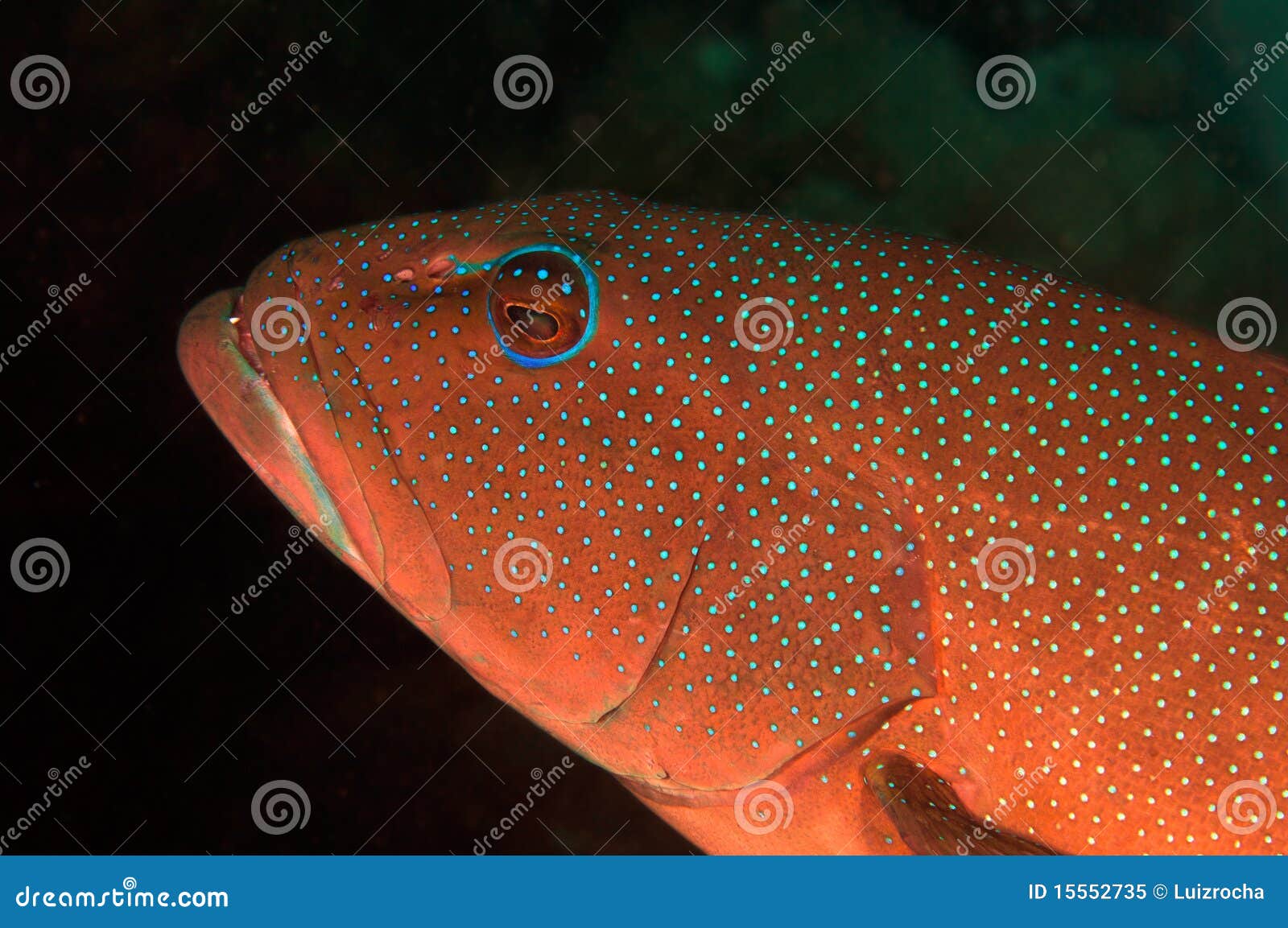 Leopard Grouper