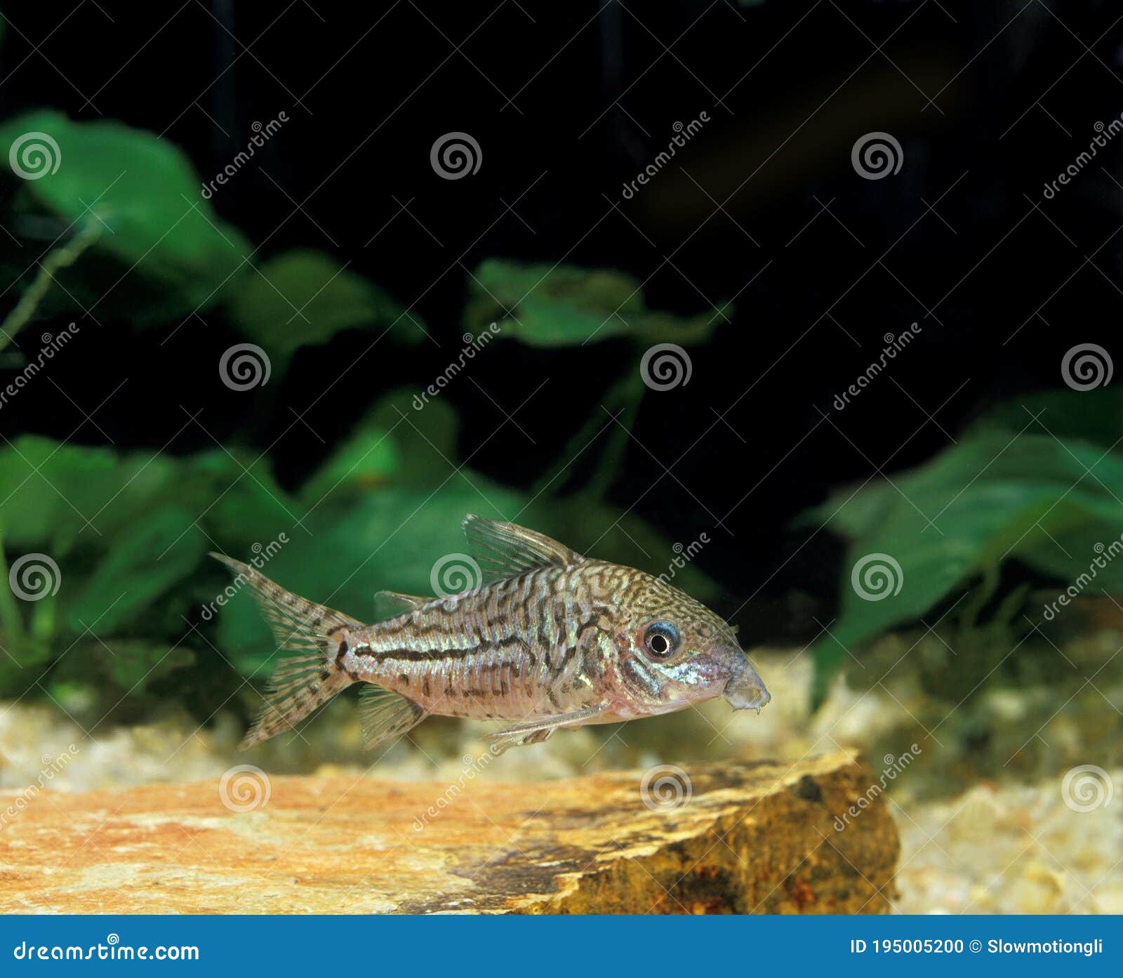 LEOPARD CORY or JULII CORY Corydoras Julii Stock Photo - Image of cory ...