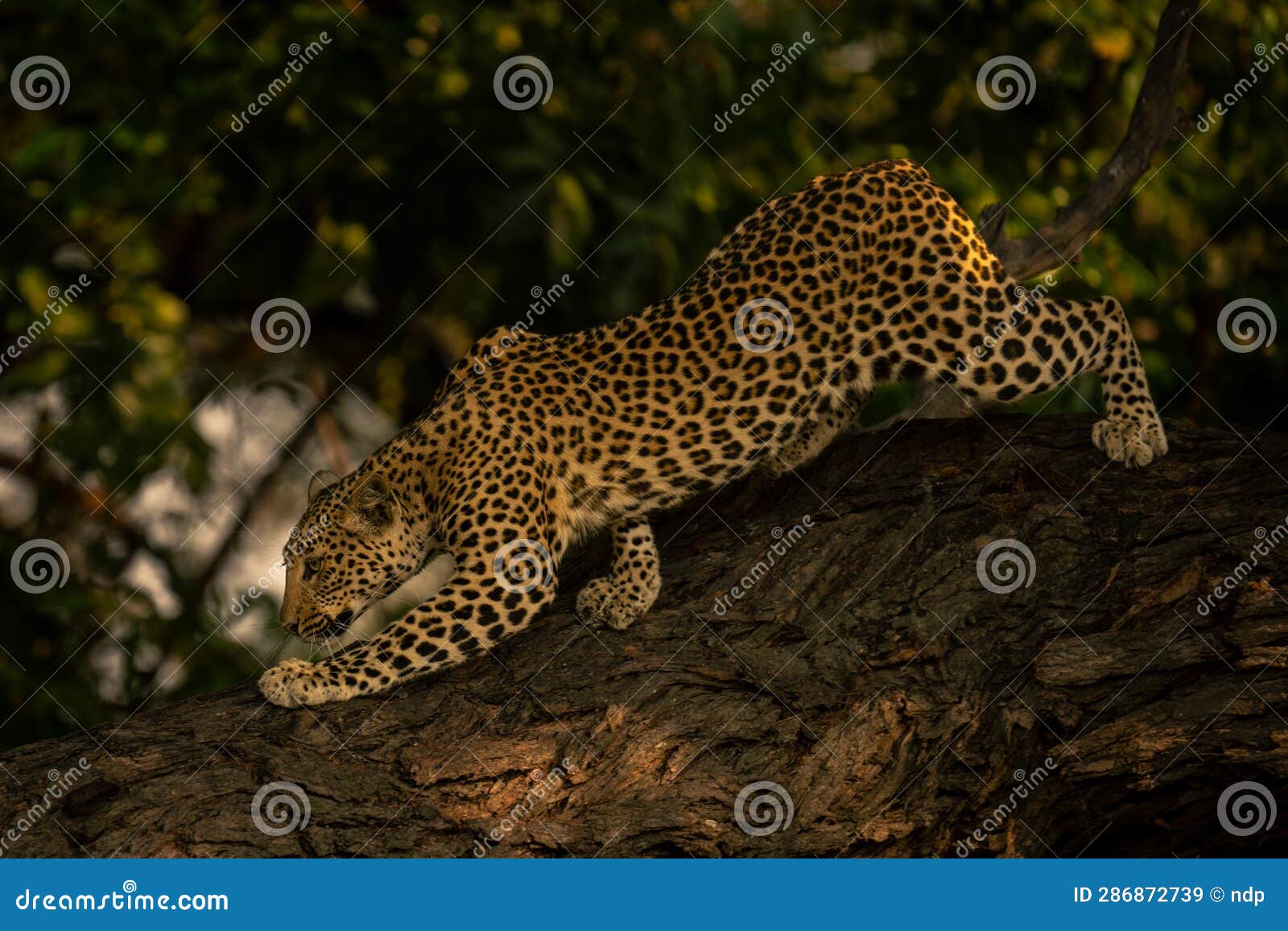 Leopard Creeps Down Thick Branch in Shade Stock Image - Image of ...