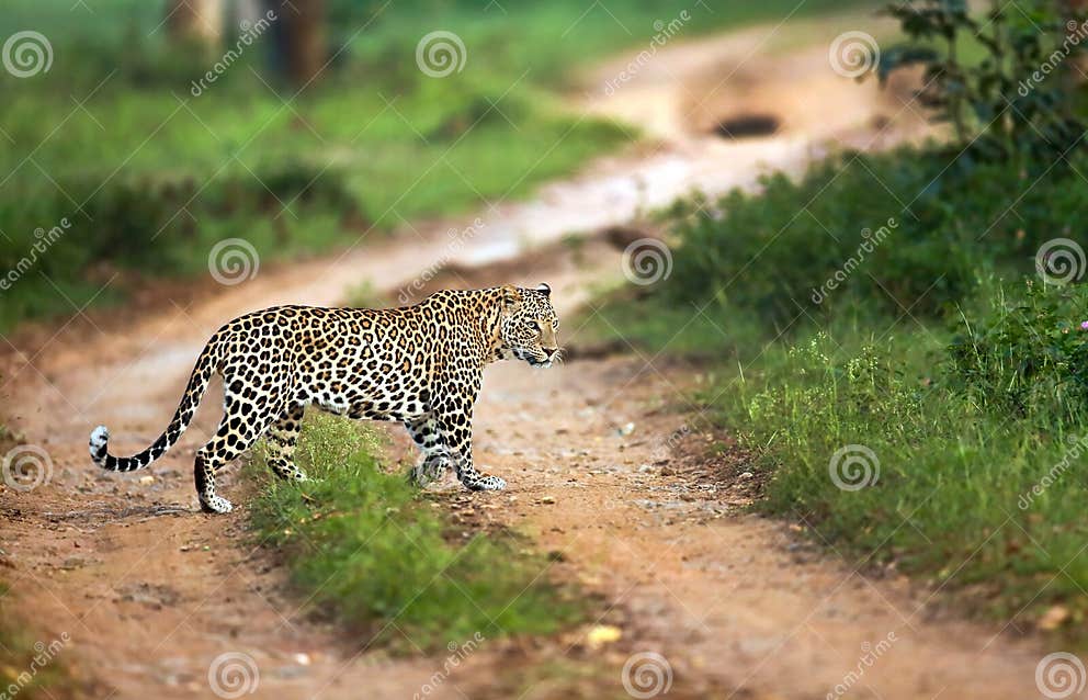 Leopard crossing stock image. Image of sanctuary, india - 27742745