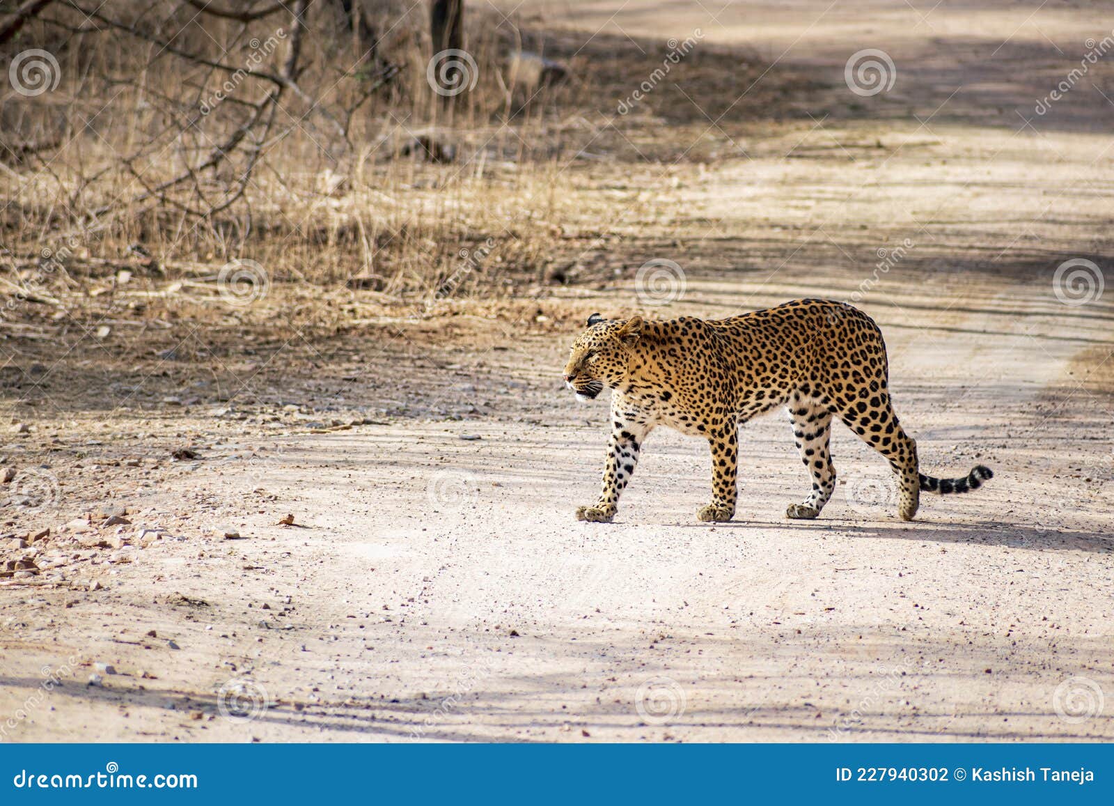 Leopard crossing the path stock photo. Image of wildlifephotography ...