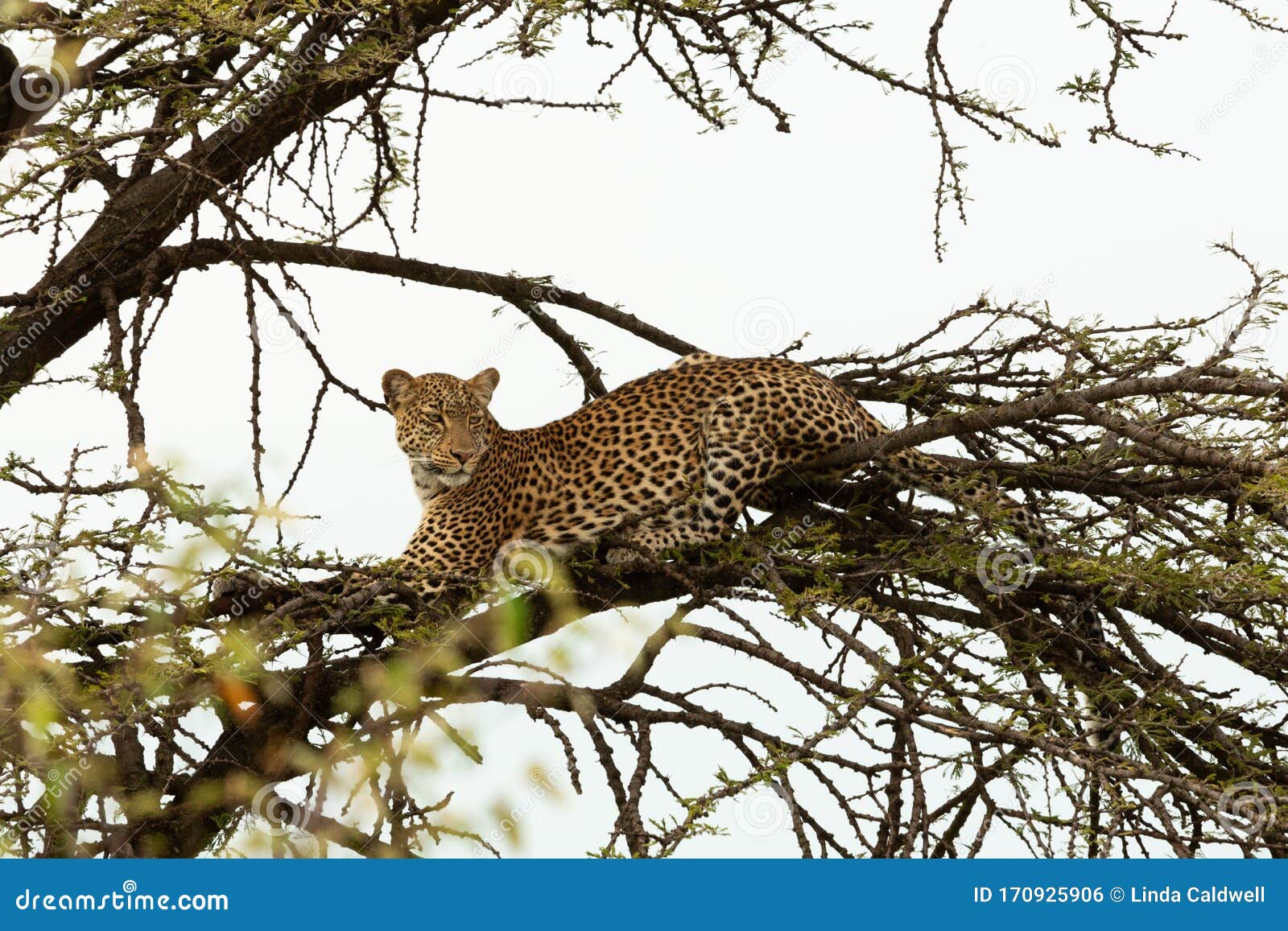 Leopard Crouching in a Tree Stock Photo - Image of travel, animals ...