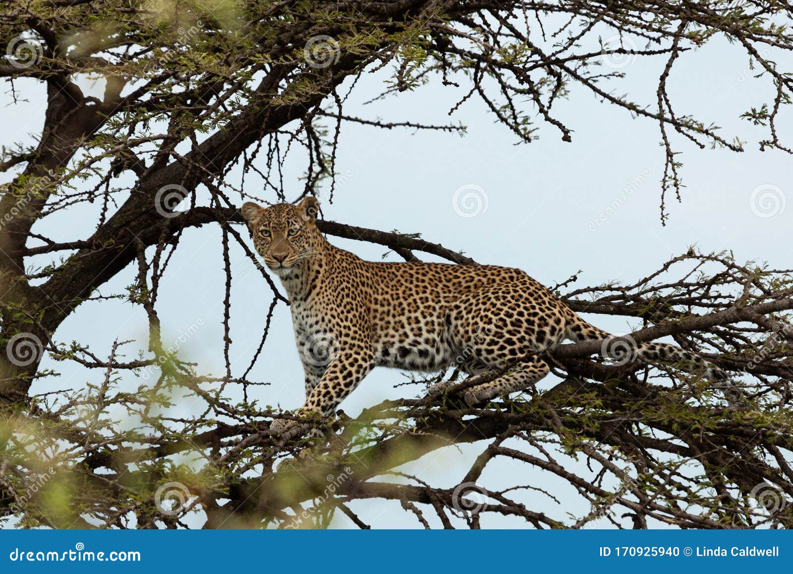 Leopard Crouching in a Tree Stock Photo - Image of wildlife, safari ...