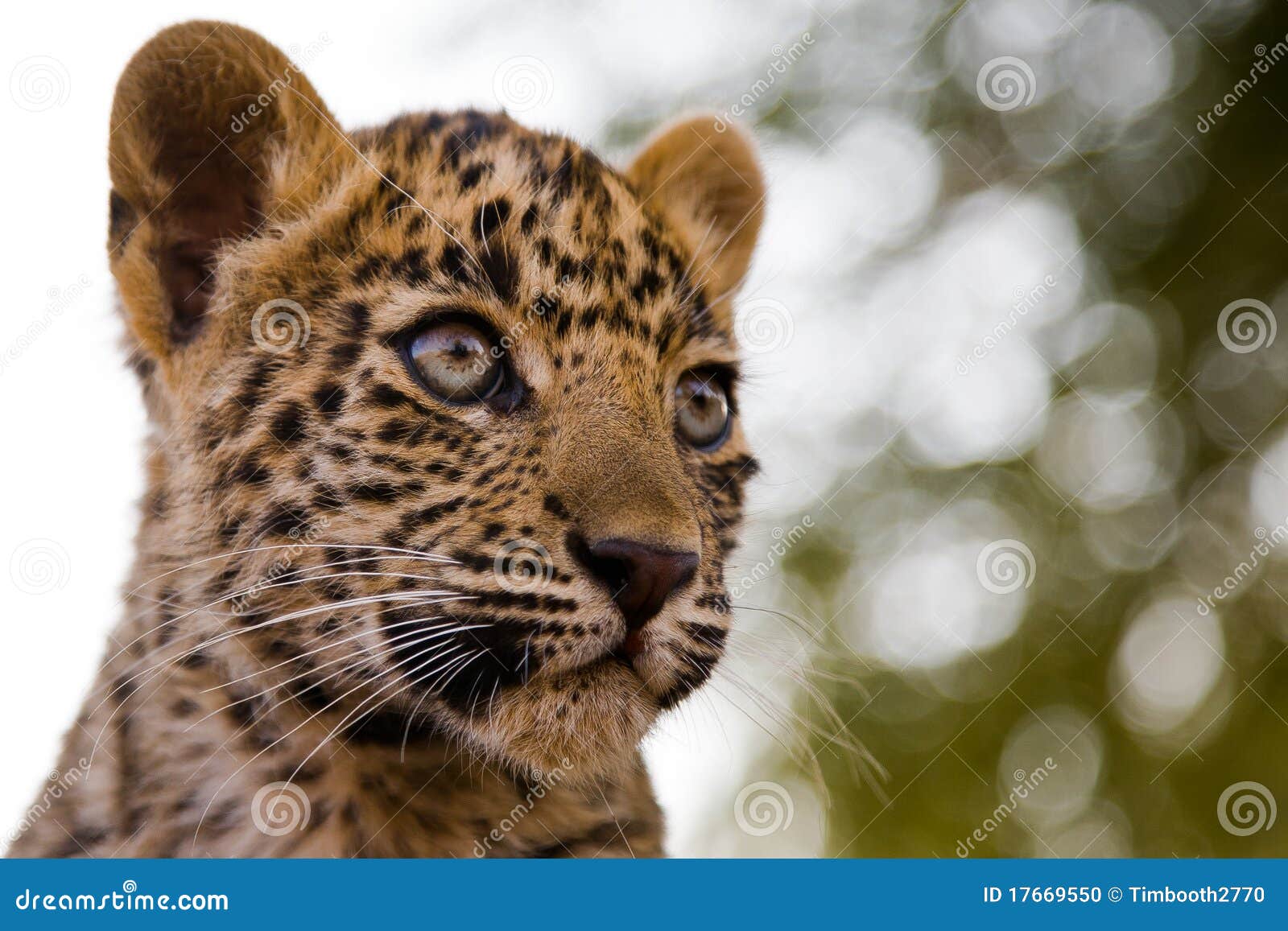 Leopard cub stock photo. Image of profile, leopard, india - 17669550
