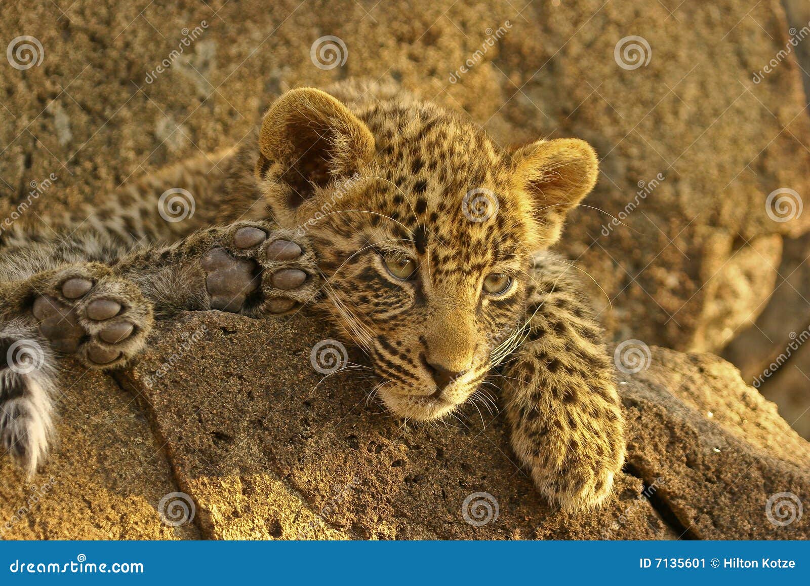 Leopard Cub Royalty-Free Stock Photography | CartoonDealer.com #7135601