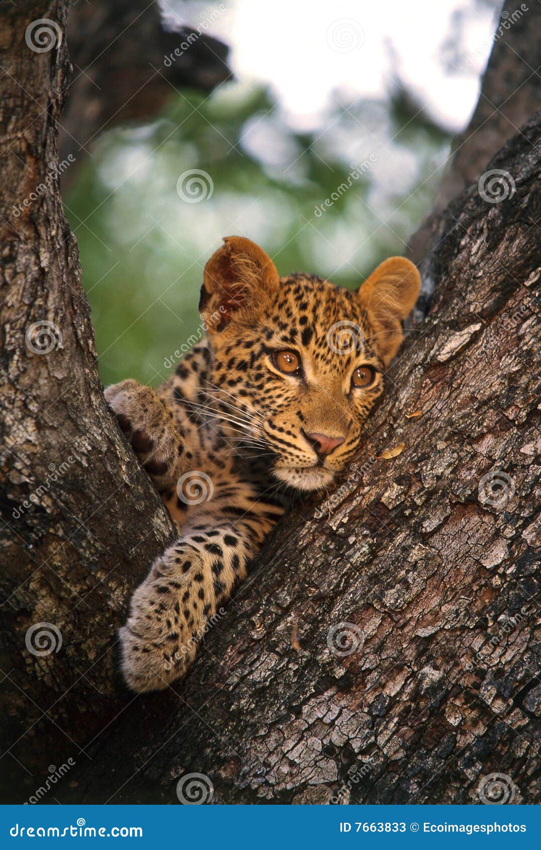 Leopard Cub stock image. Image of small, tourism, predator - 7663833