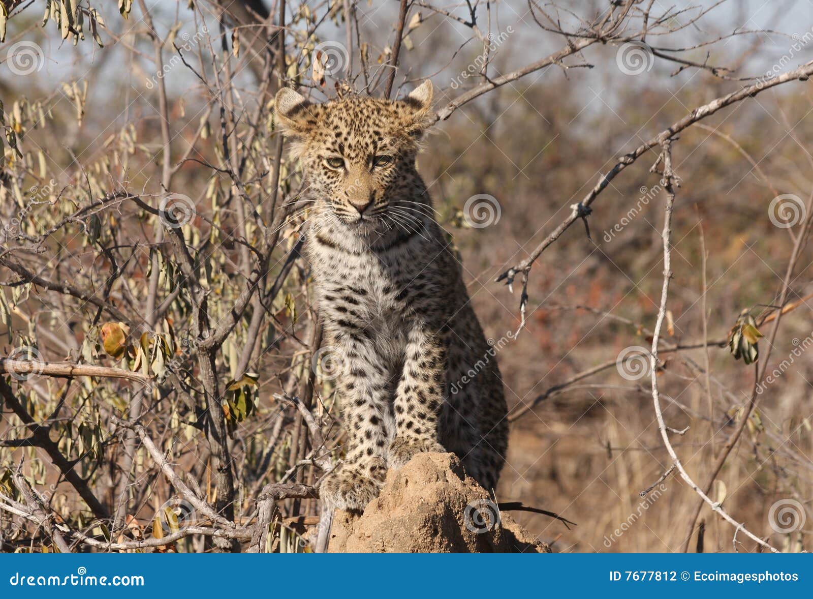 Leopard cub stock photo. Image of bush, tourism, animal - 7677812