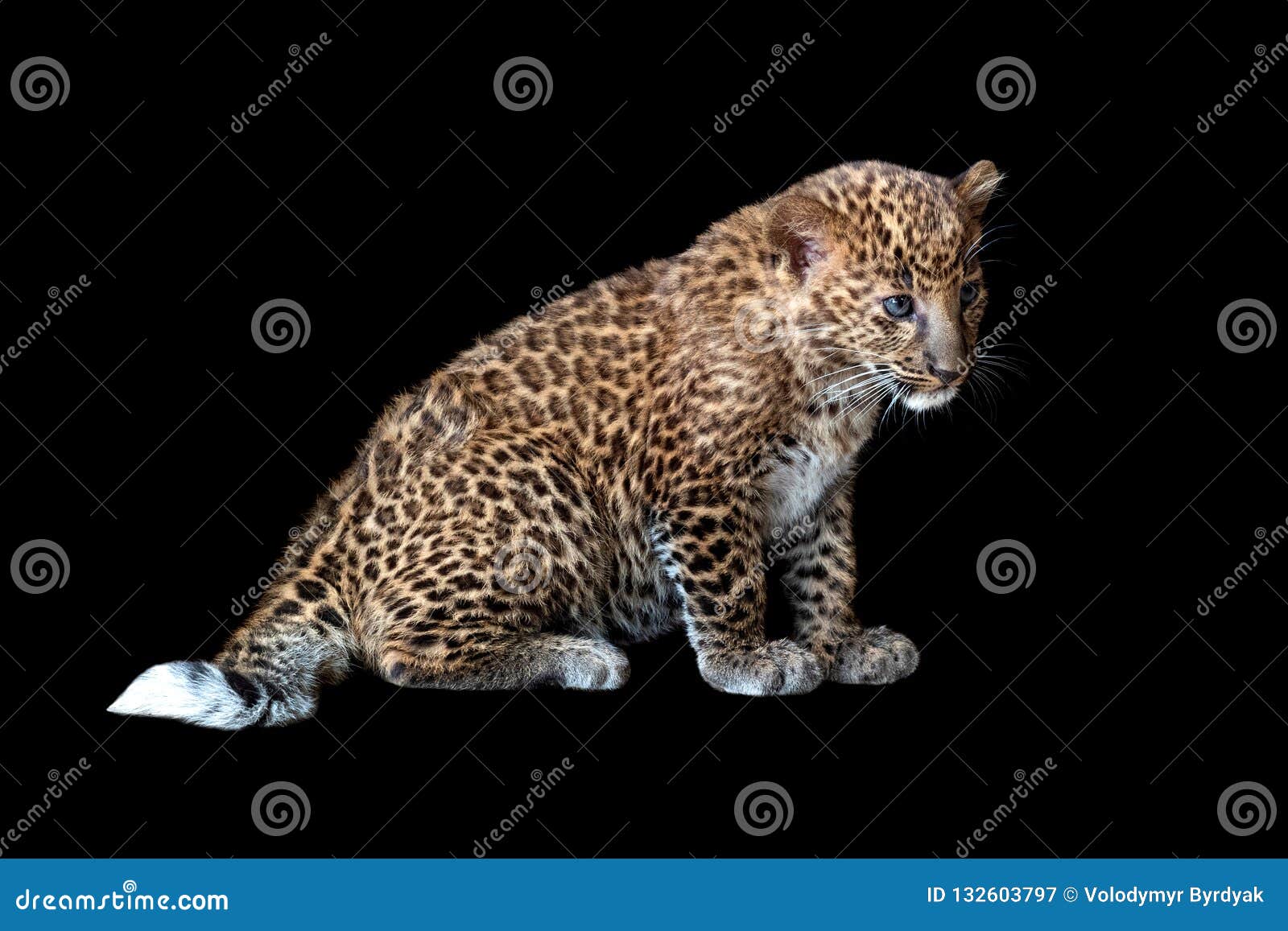 Leopard Cub on a Black Background Stock Image - Image of panthera ...