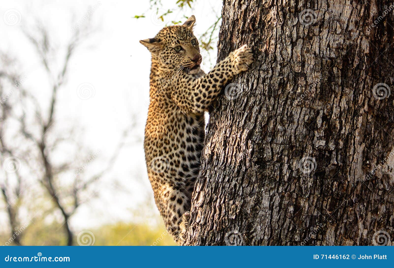 Leopard Cub Climbing Down a Tree Stock Photo - Image of mammals ...