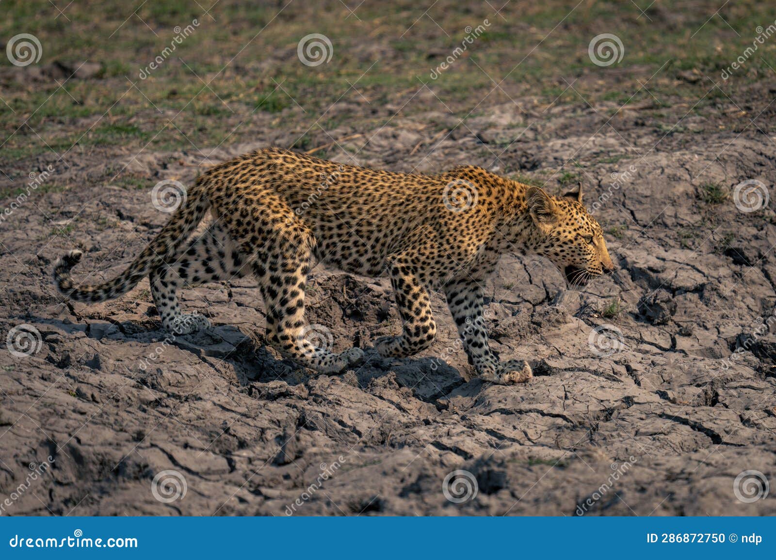 Leopard Cub Crosses Dried-up Riverbed Raising Paw Stock Photo - Image ...