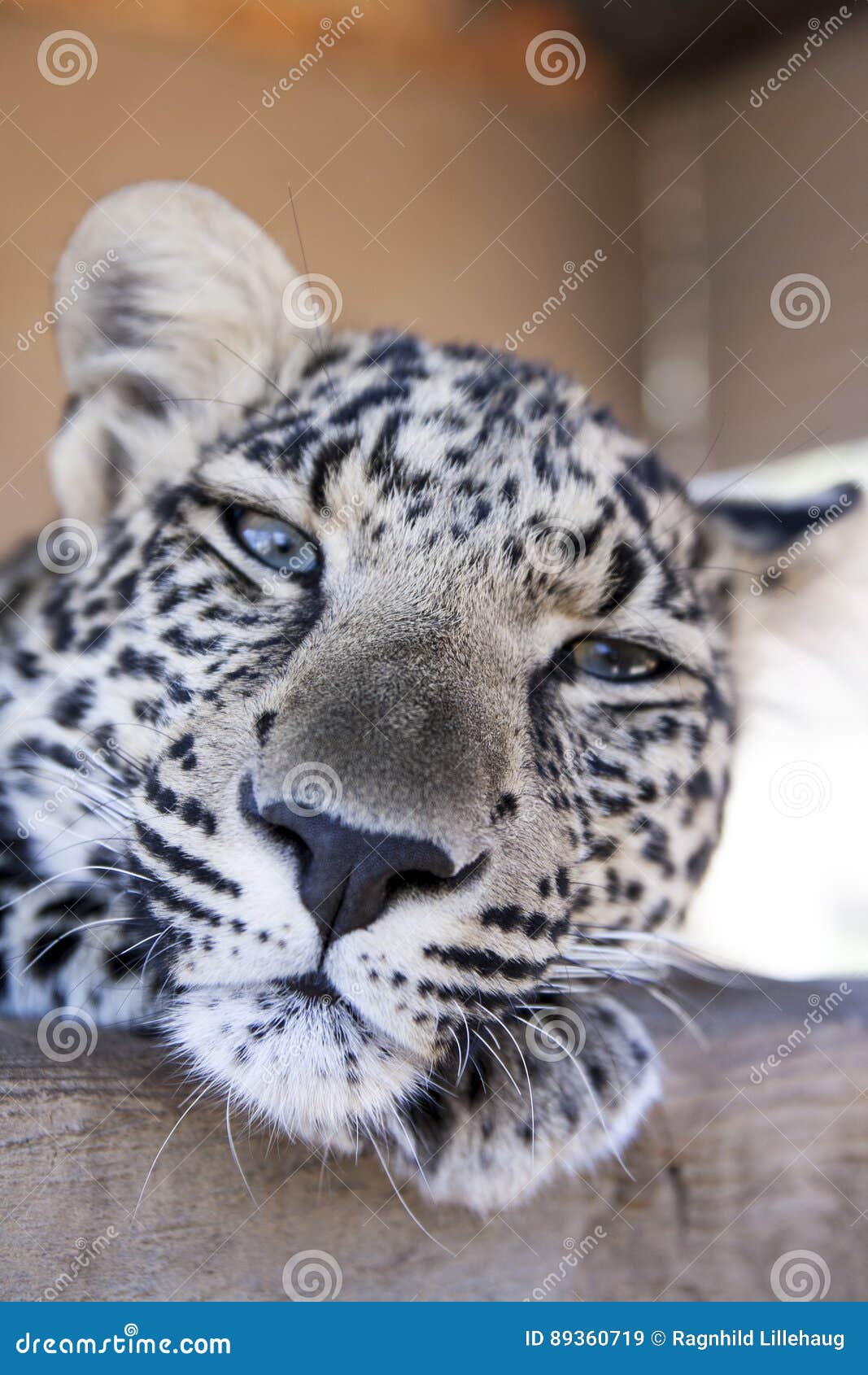 Leopard cub stock image. Image of animal, natural, adoarble - 89360719