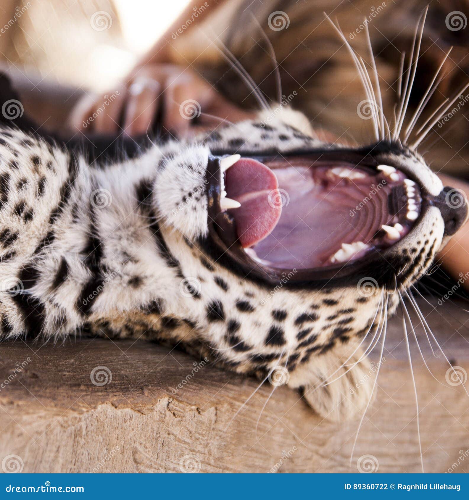 Leopard cub stock photo. Image of animals, natural, fluffy - 89360722