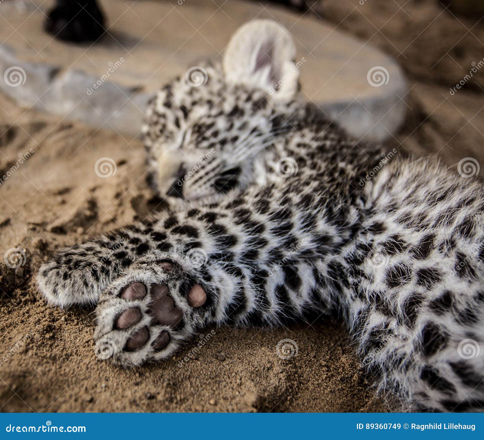 Leopard cub stock image. Image of eyes, cubs, animal - 89360749
