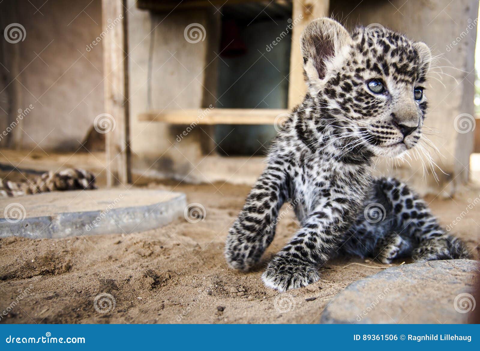 Leopard cub stock photo. Image of cute, closeup, beautyinnature - 89361506