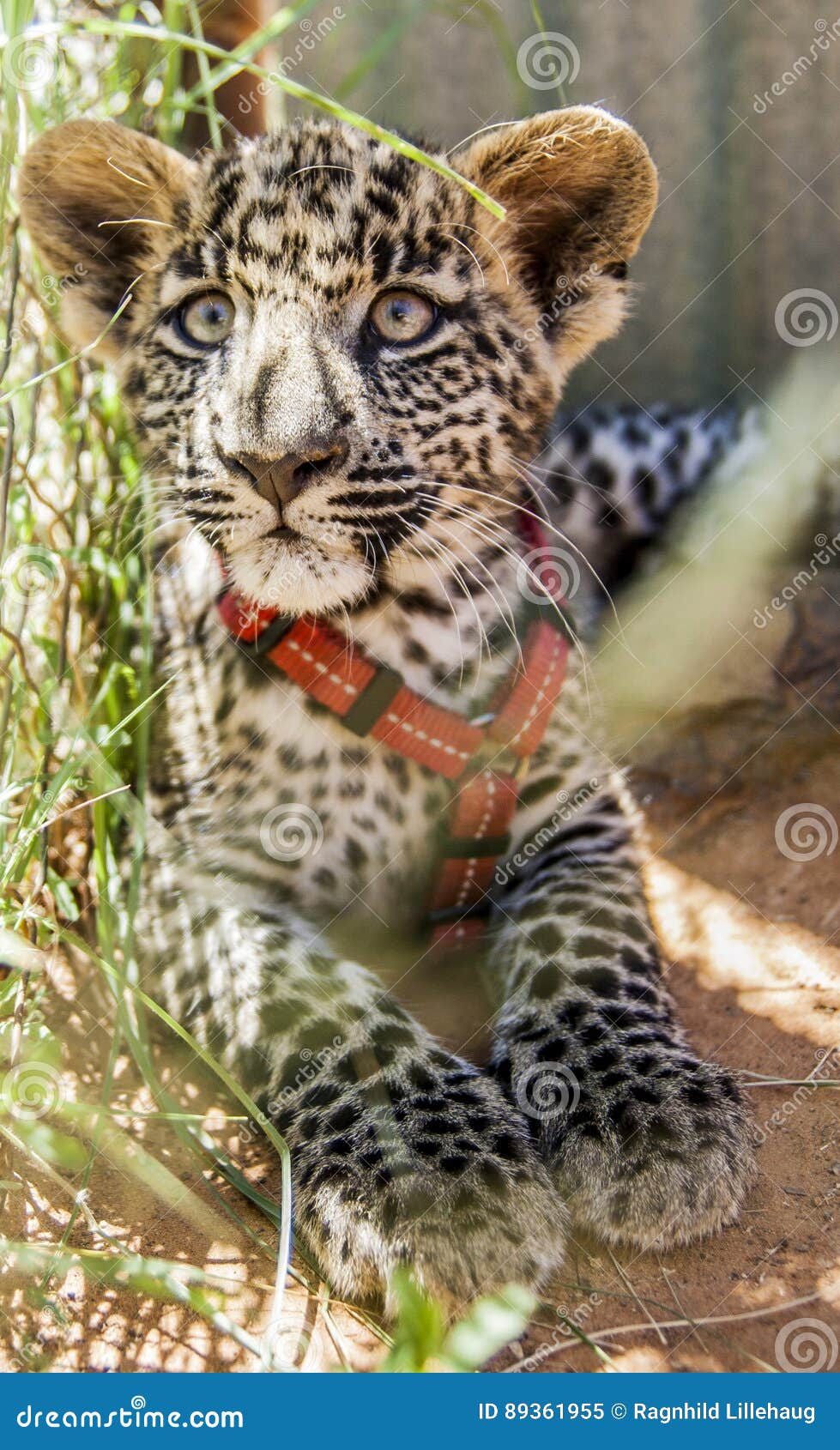 Leopard cub stock image. Image of cuteness, babyes, animal - 89361955