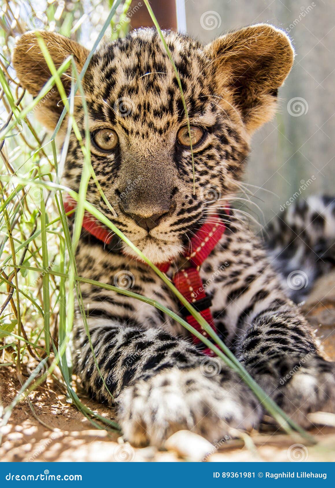 Leopard cub stock image. Image of adorable, cubs, life - 89361981