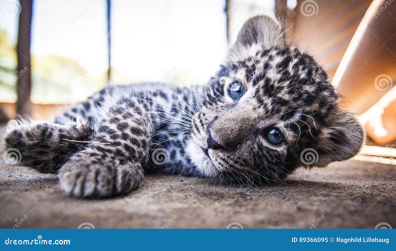 Leopard cub stock image. Image of animals, cuteness, adorable - 89366095