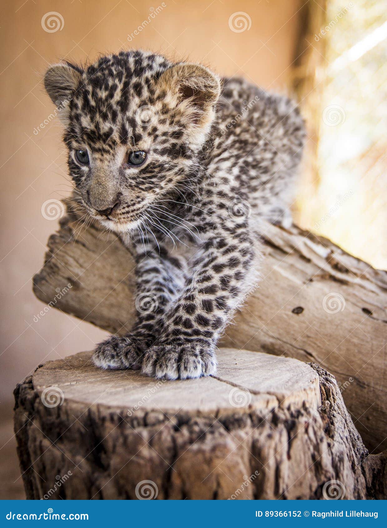 Leopard cub stock photo. Image of black, leopard, cute - 89366152