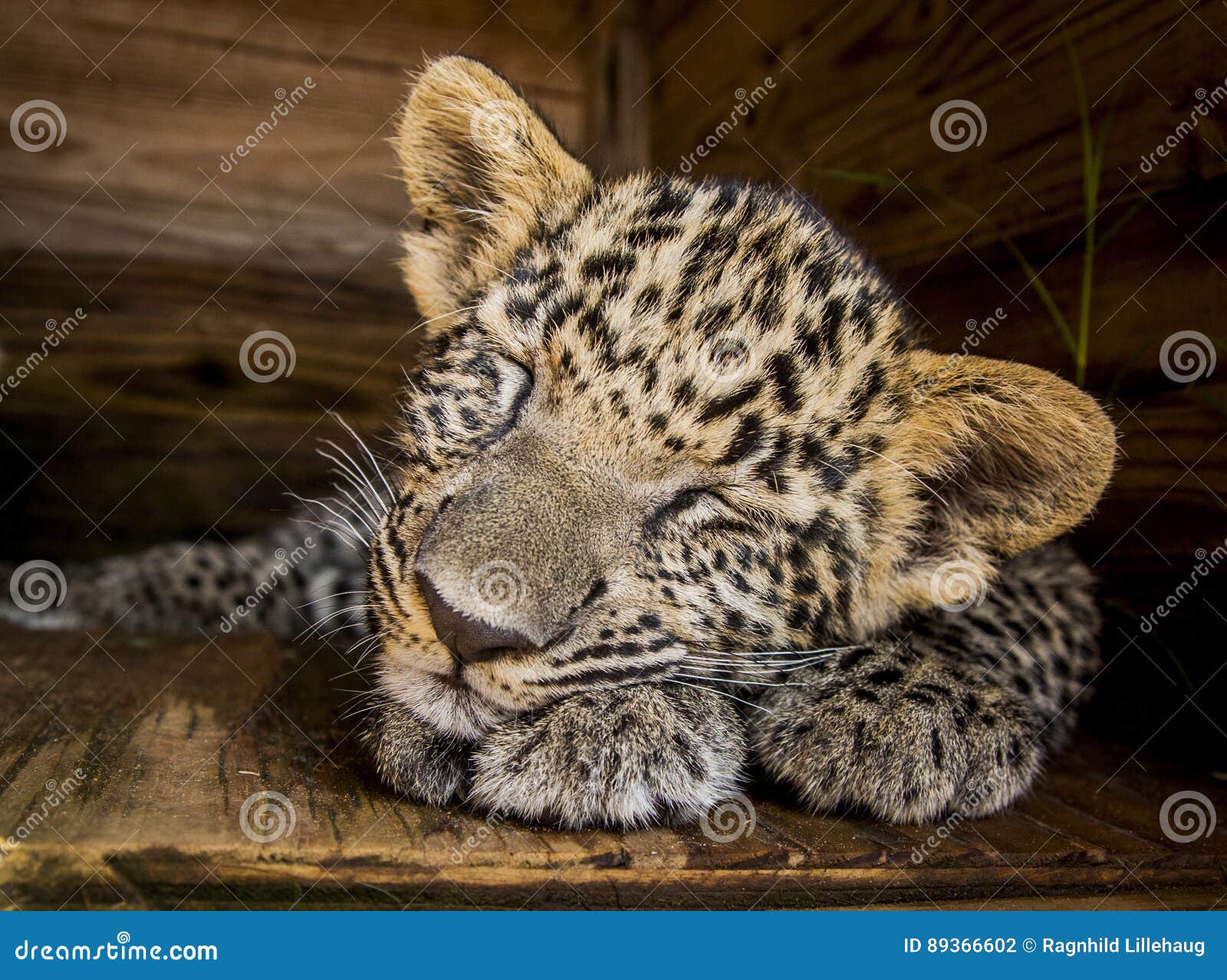 Leopard cub stock photo. Image of beautiful, leopard - 89366602