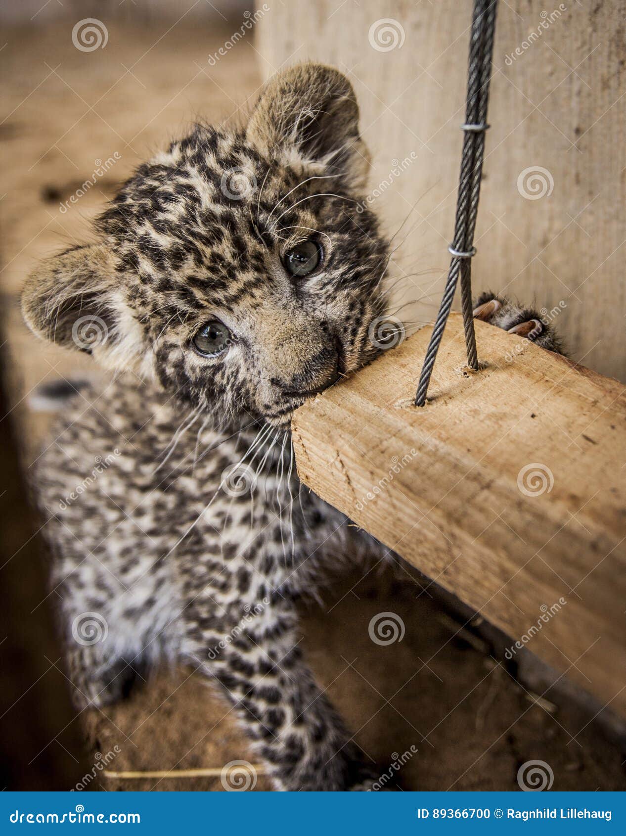 Leopard cub stock photo. Image of bigcat, mammal, animals - 89366700