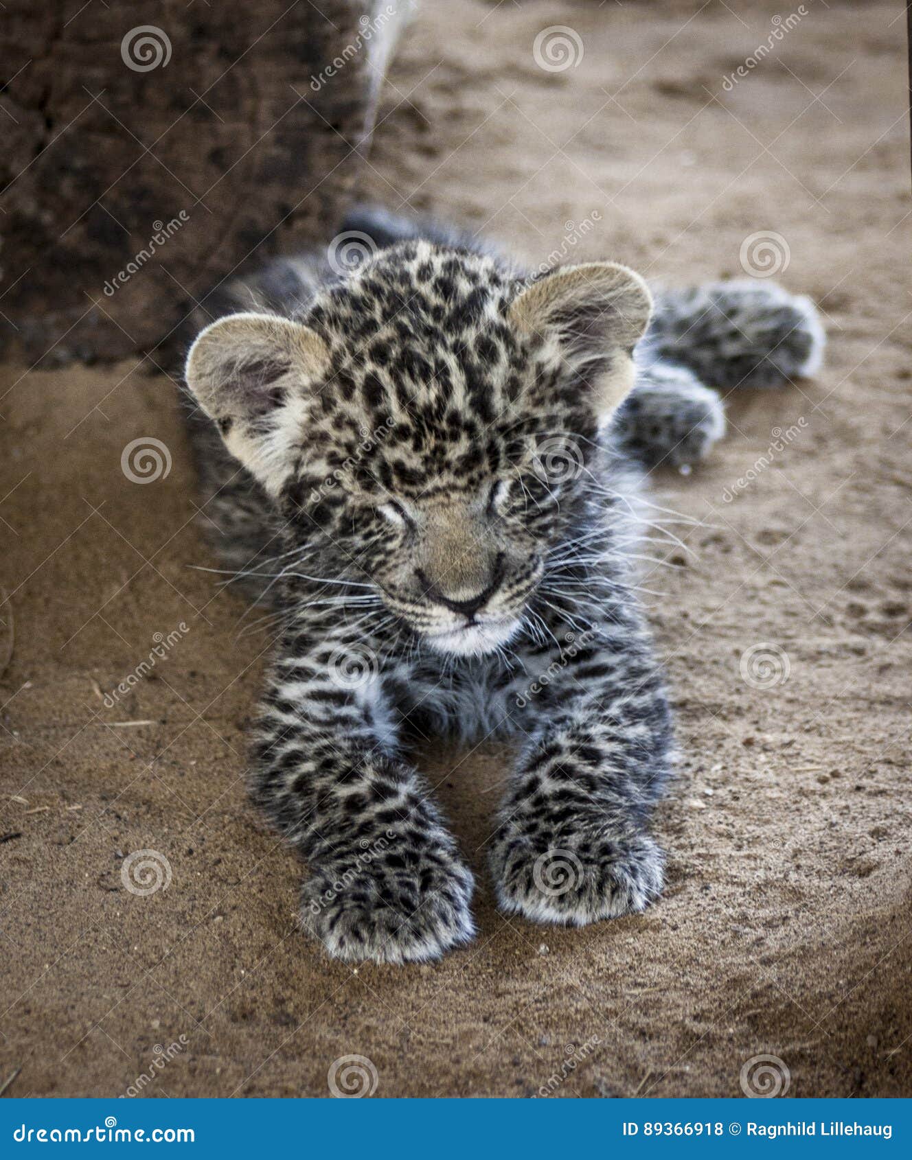 Leopard cub stock photo. Image of natural, adorable, predator - 89366918