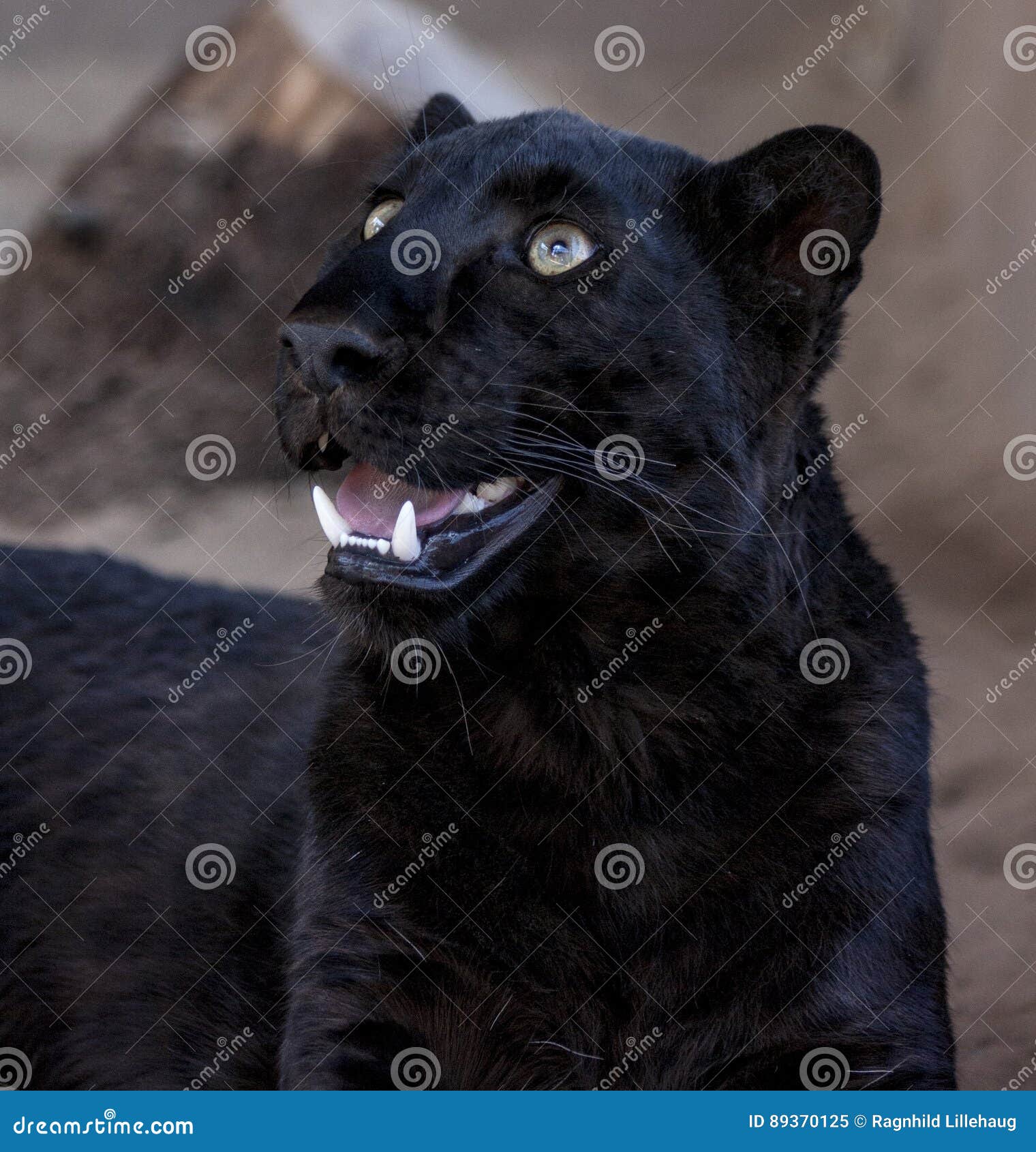 Leopard cub stock image. Image of bigcat, nature, adoarble - 89370125