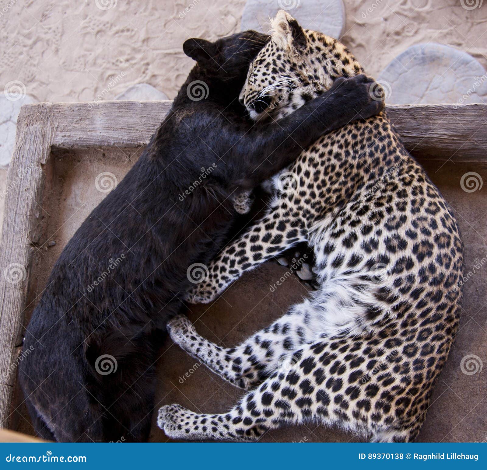 Leopard cub stock photo. Image of animal, blackleopard - 89370138
