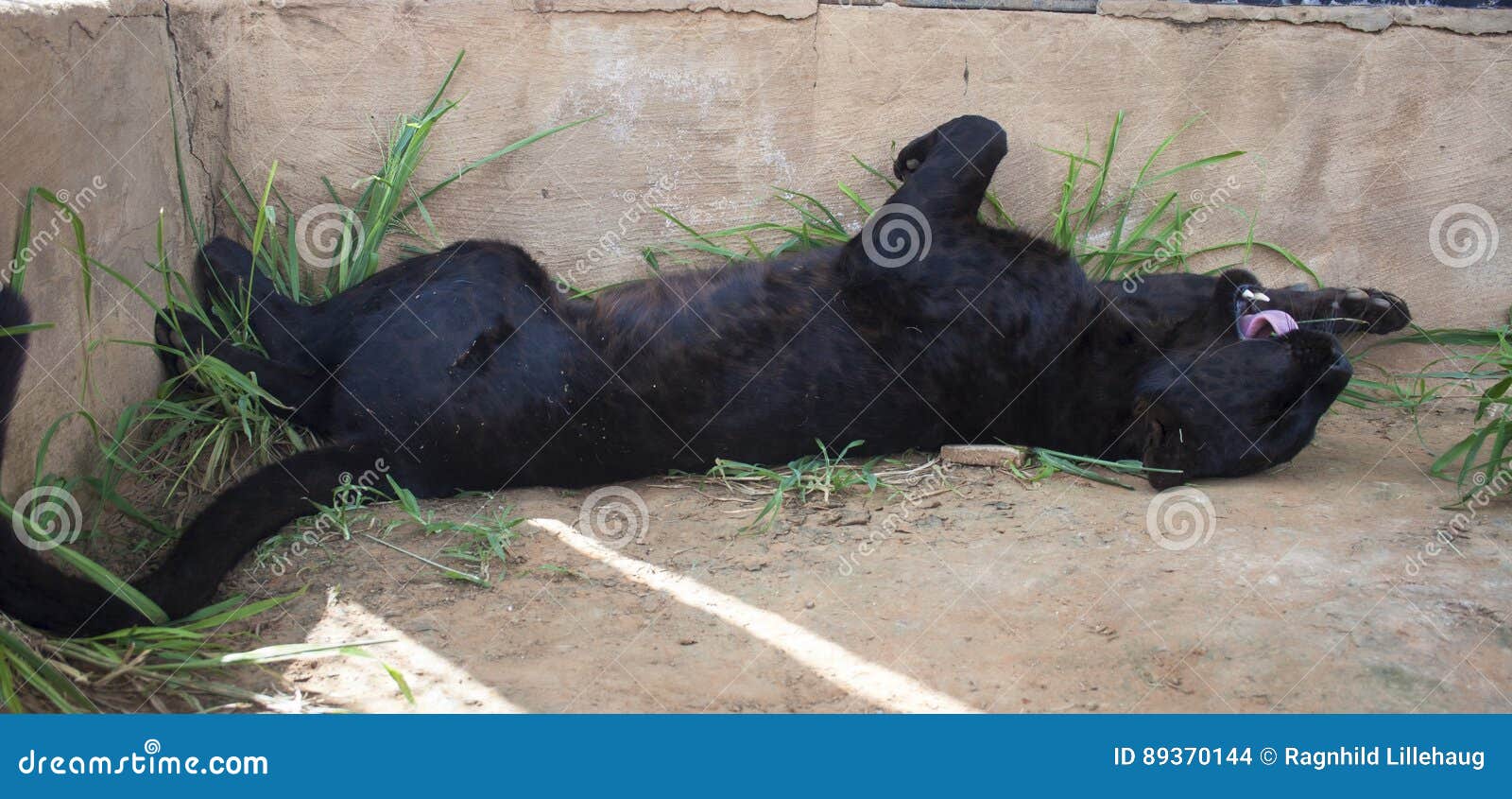 Leopard cub stock photo. Image of colors, leopard, life - 89370144