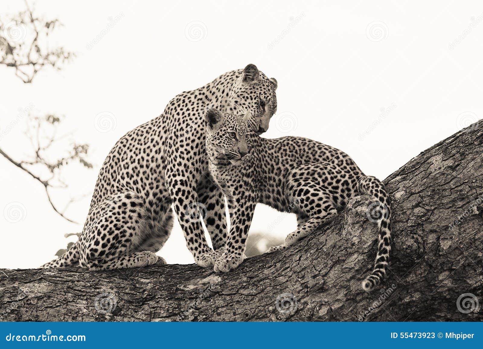 Leopard and cub stock image. Image of animal, predator - 55473923