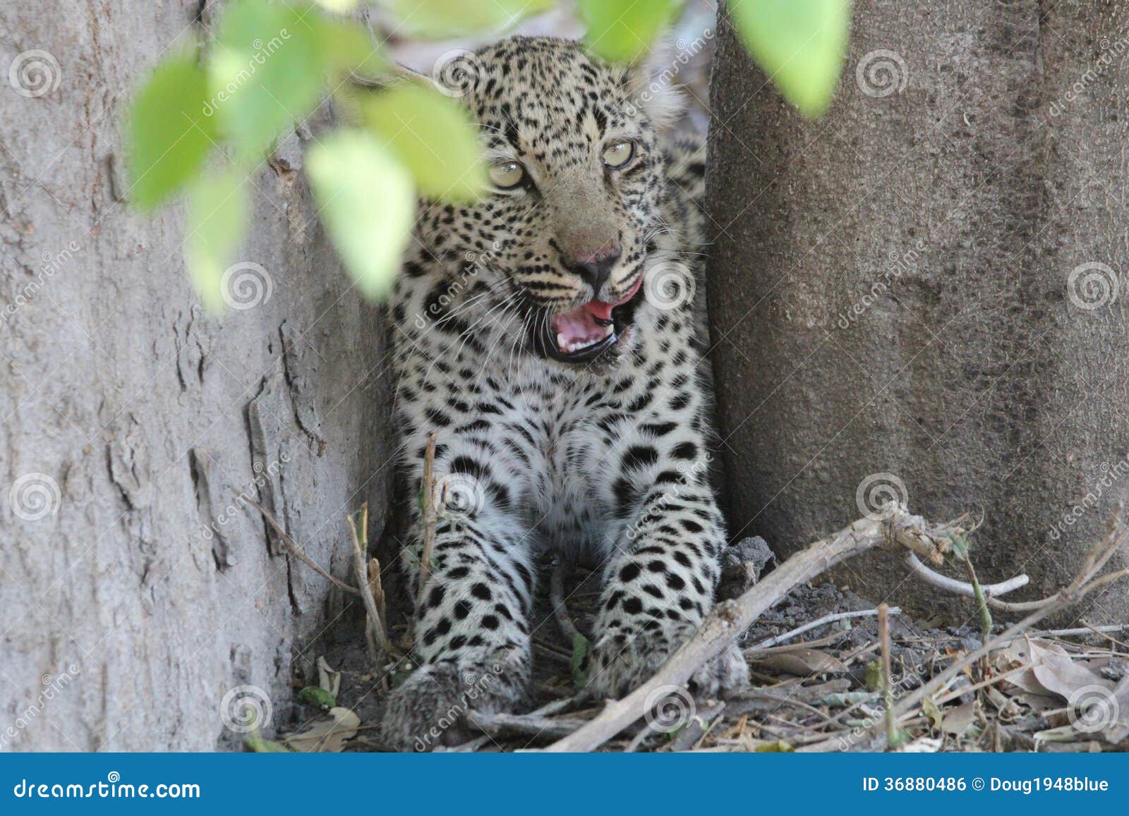 Leopard Cub Hiding in Fork of Tree Stock Photo - Image of snarling ...