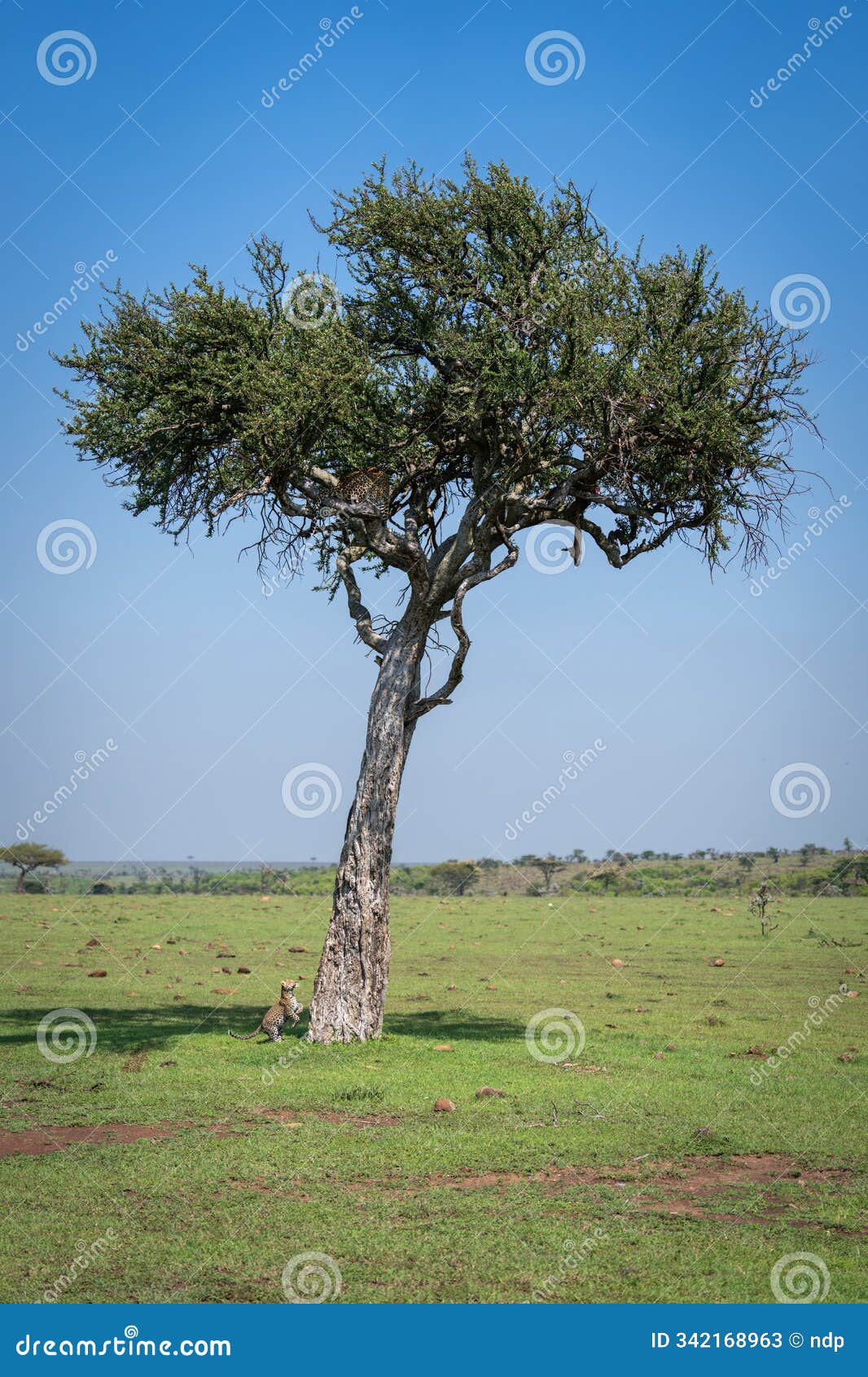Leopard Cub Jumps Towards Mother in Tree Stock Image - Image of jump ...