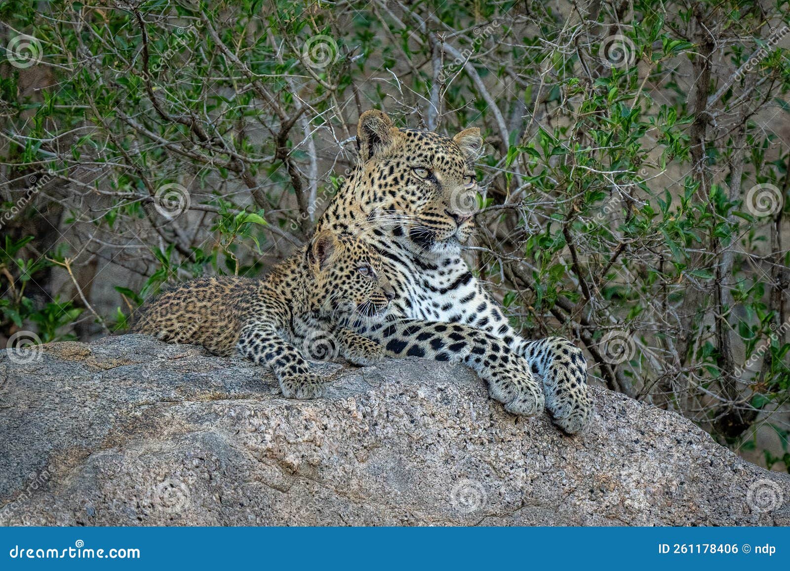 Leopard and Cub Lie on Shady Boulder Stock Photo - Image of wildlife ...