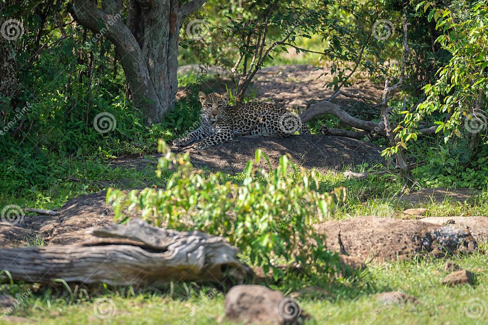 Leopard Cub Lies in Bushes by Tree Stock Image - Image of branch ...