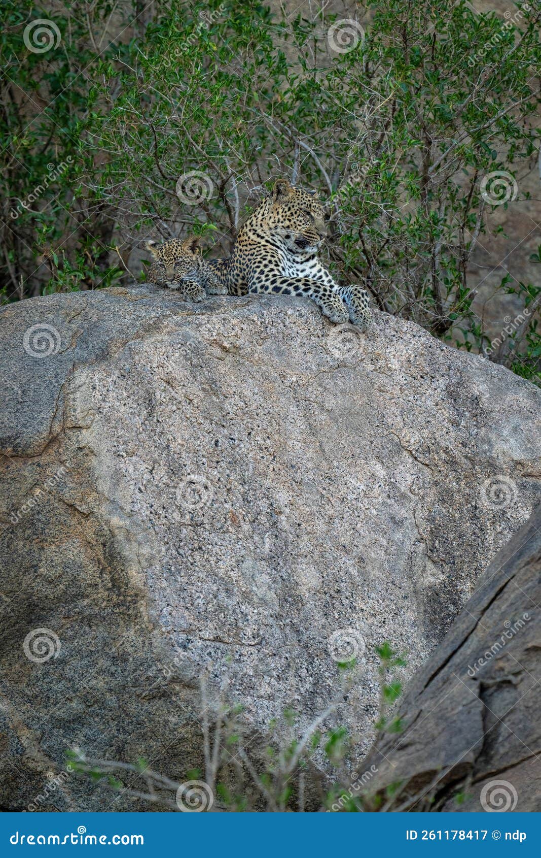 Leopard and Cub Lying on Shady Boulder Stock Image - Image of plains ...