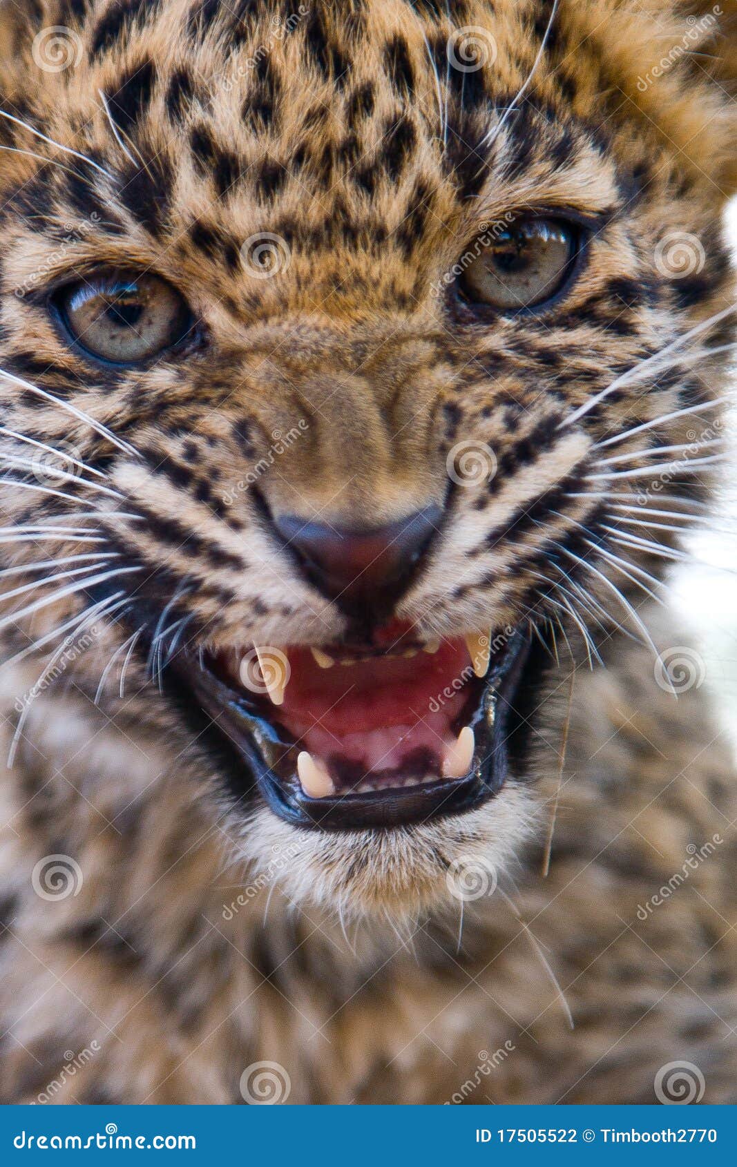 Leopard cub roar stock photo. Image of parts, fang, carnivore - 17505522