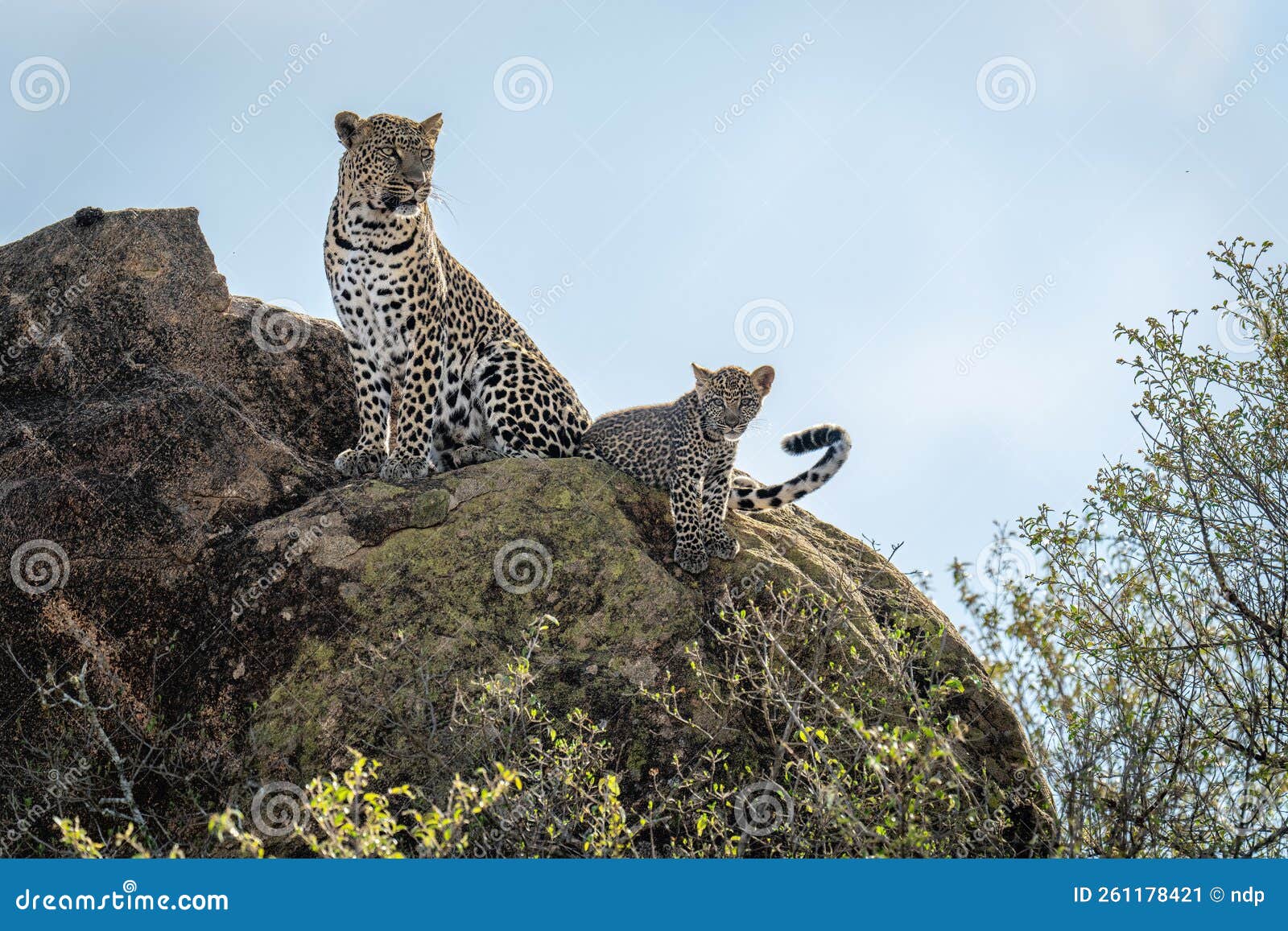 Leopard and Cub Sit on Sunlit Rock Stock Image - Image of game ...