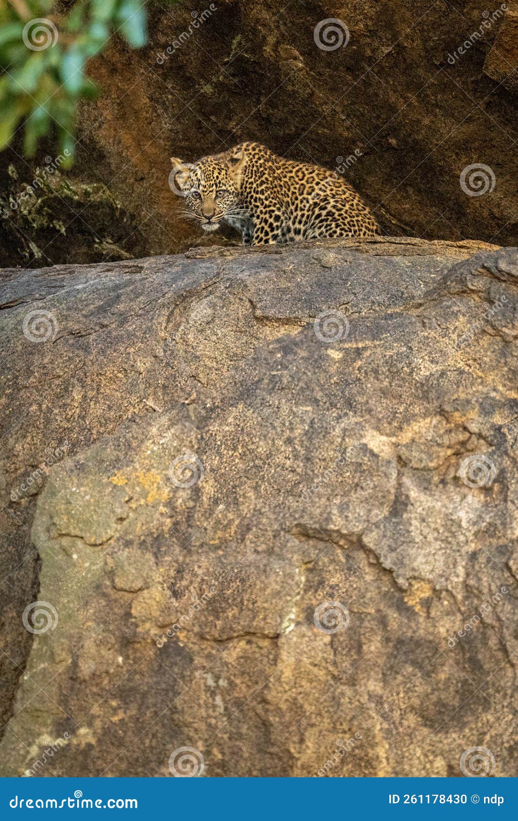 Leopard Cub Sits Crouching on Rocky Ledge Stock Photo - Image of ...