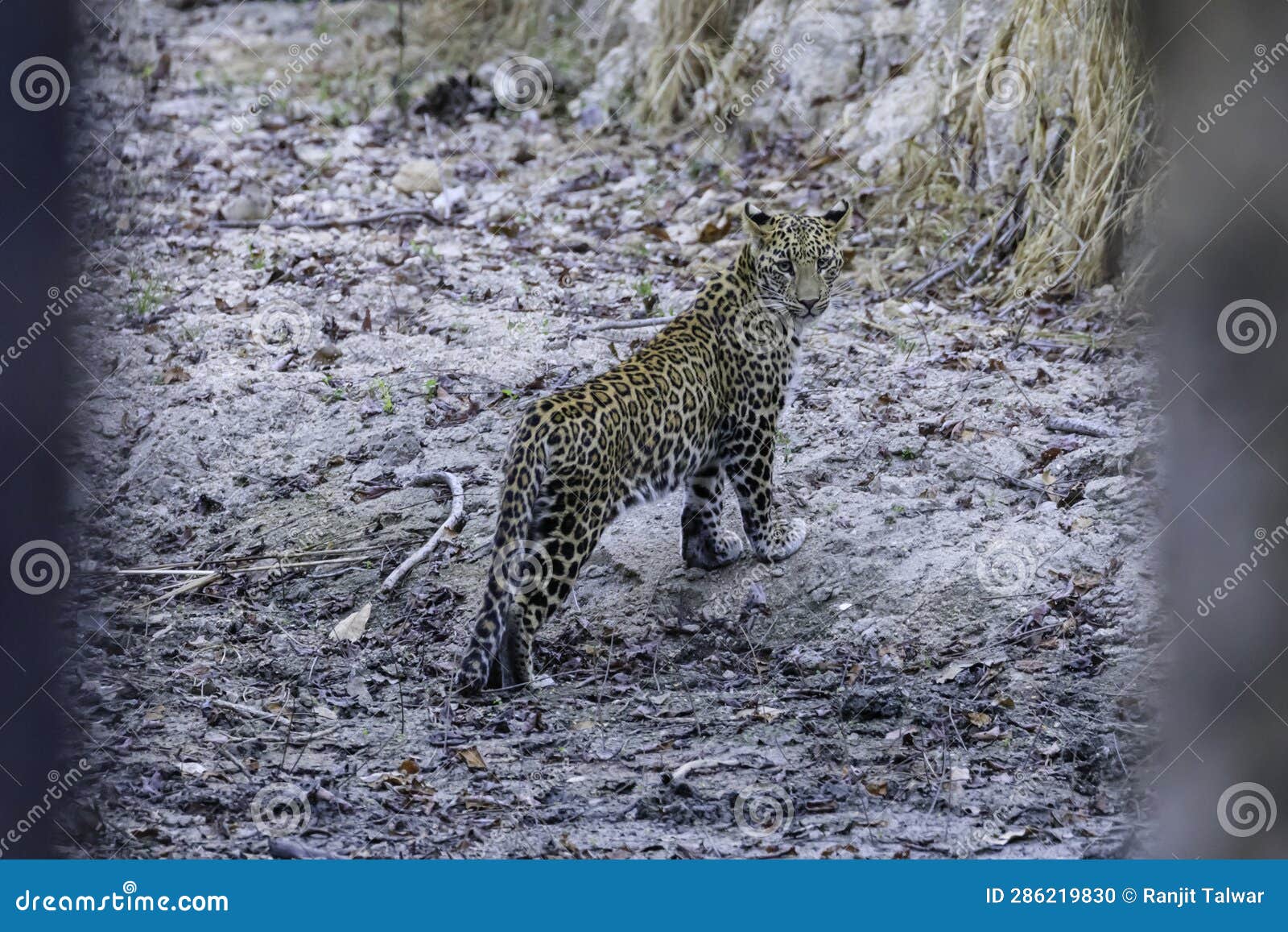 A Leopard Cub Standing in the Forest and Looking Back at the Camera ...
