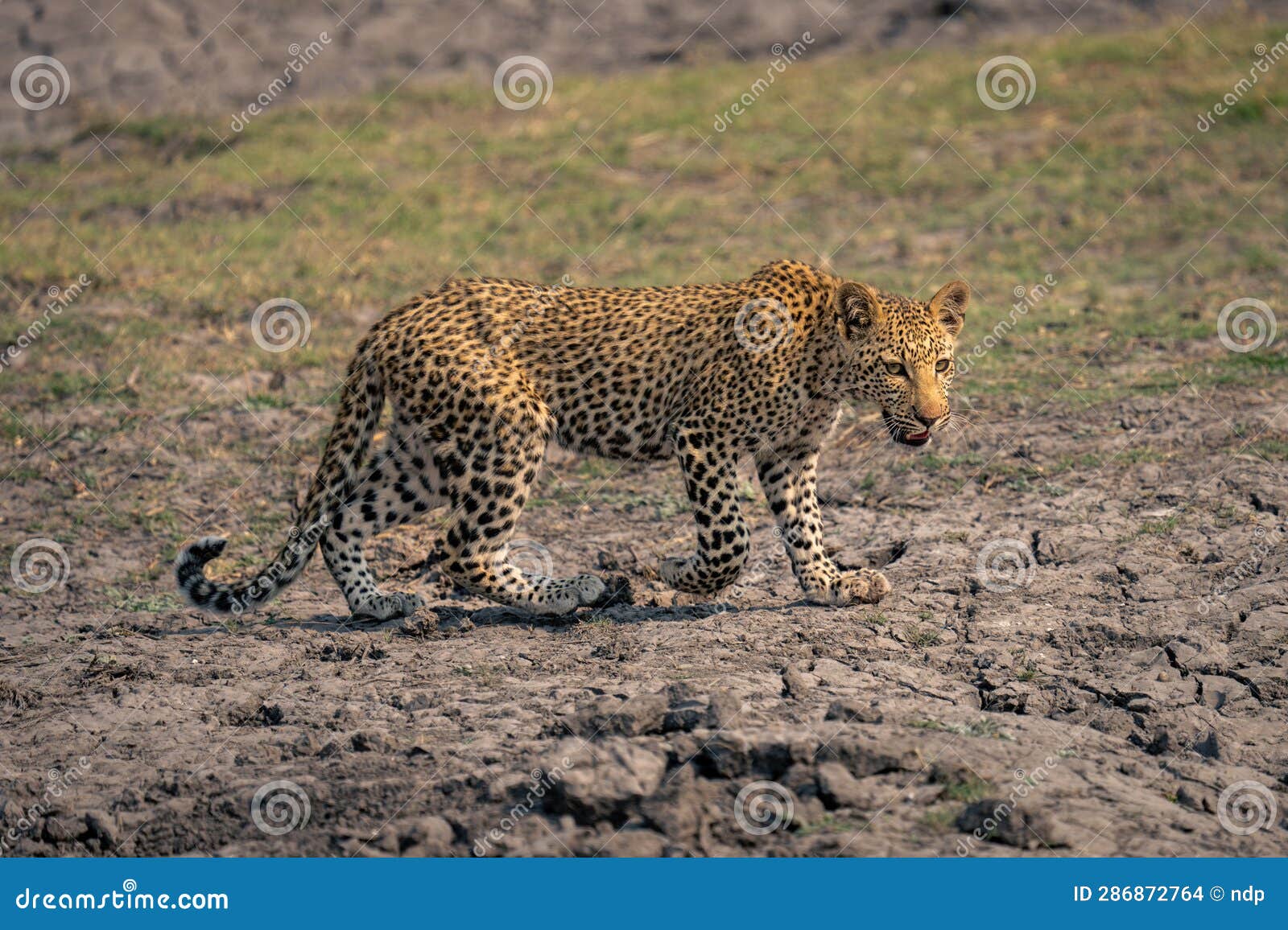 Leopard Cub in Sunshine Crosses Dry Riverbed Stock Photo - Image of ...