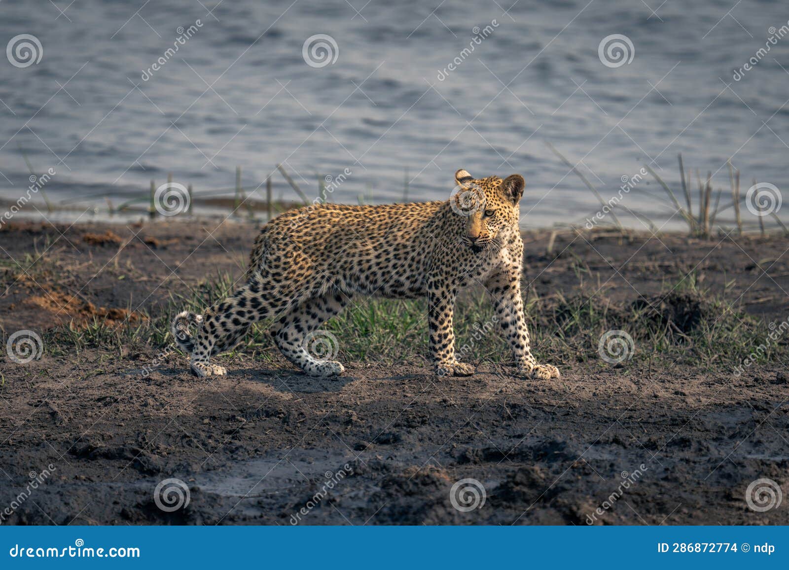 Leopard Cub Walks Along Riverbank Turning Head Stock Photo - Image of ...