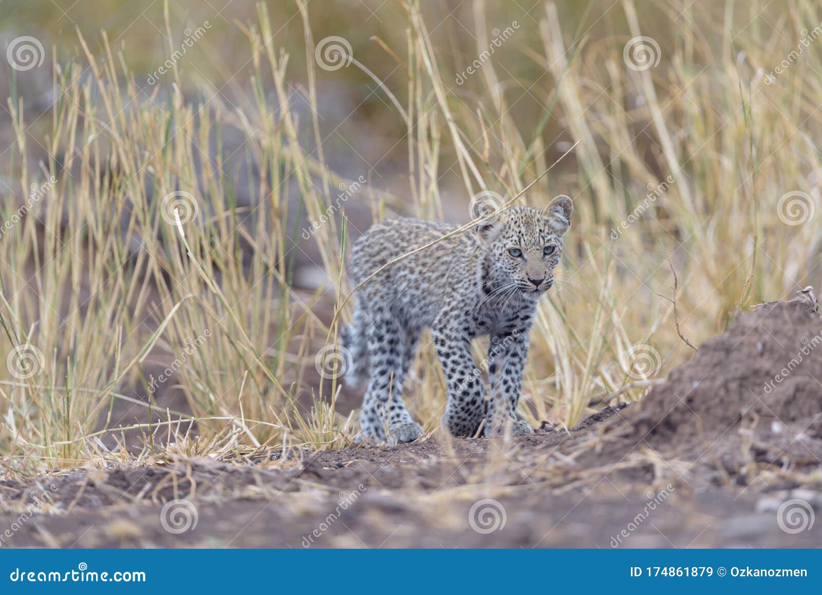 Leopard Cub in the Wilderness Stock Image - Image of africa ...