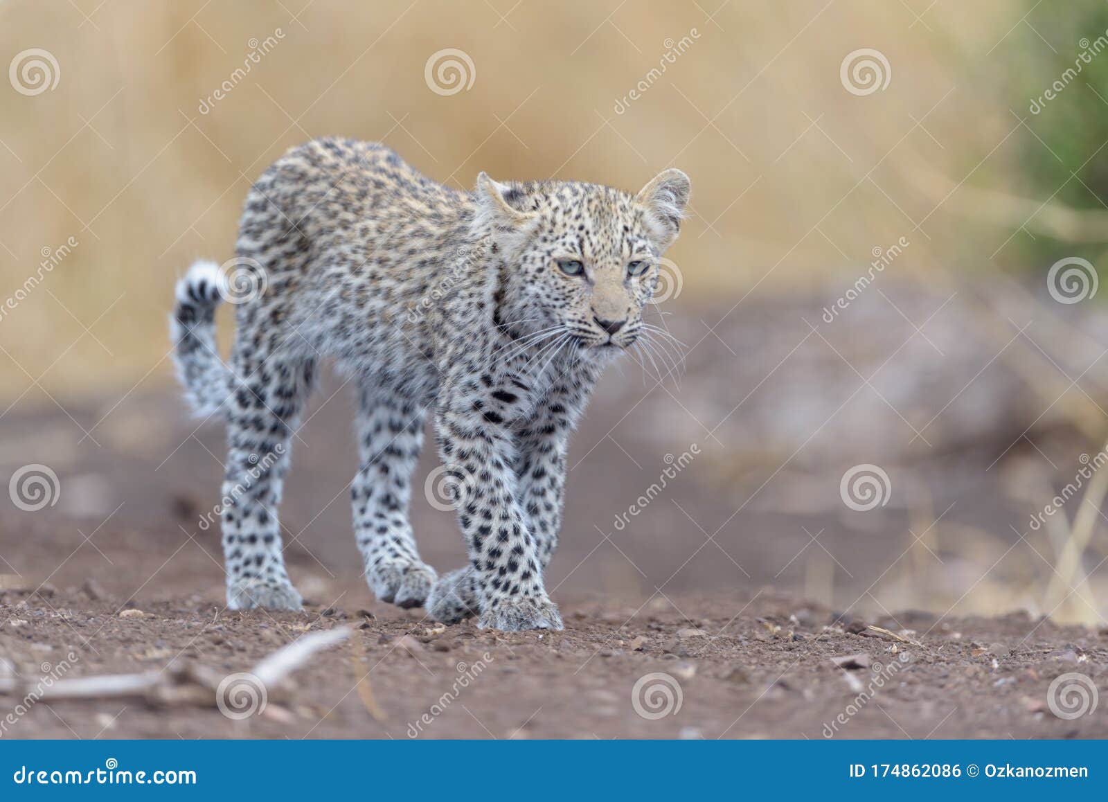 Leopard Cub in the Wilderness Stock Photo - Image of nature, dangerous ...