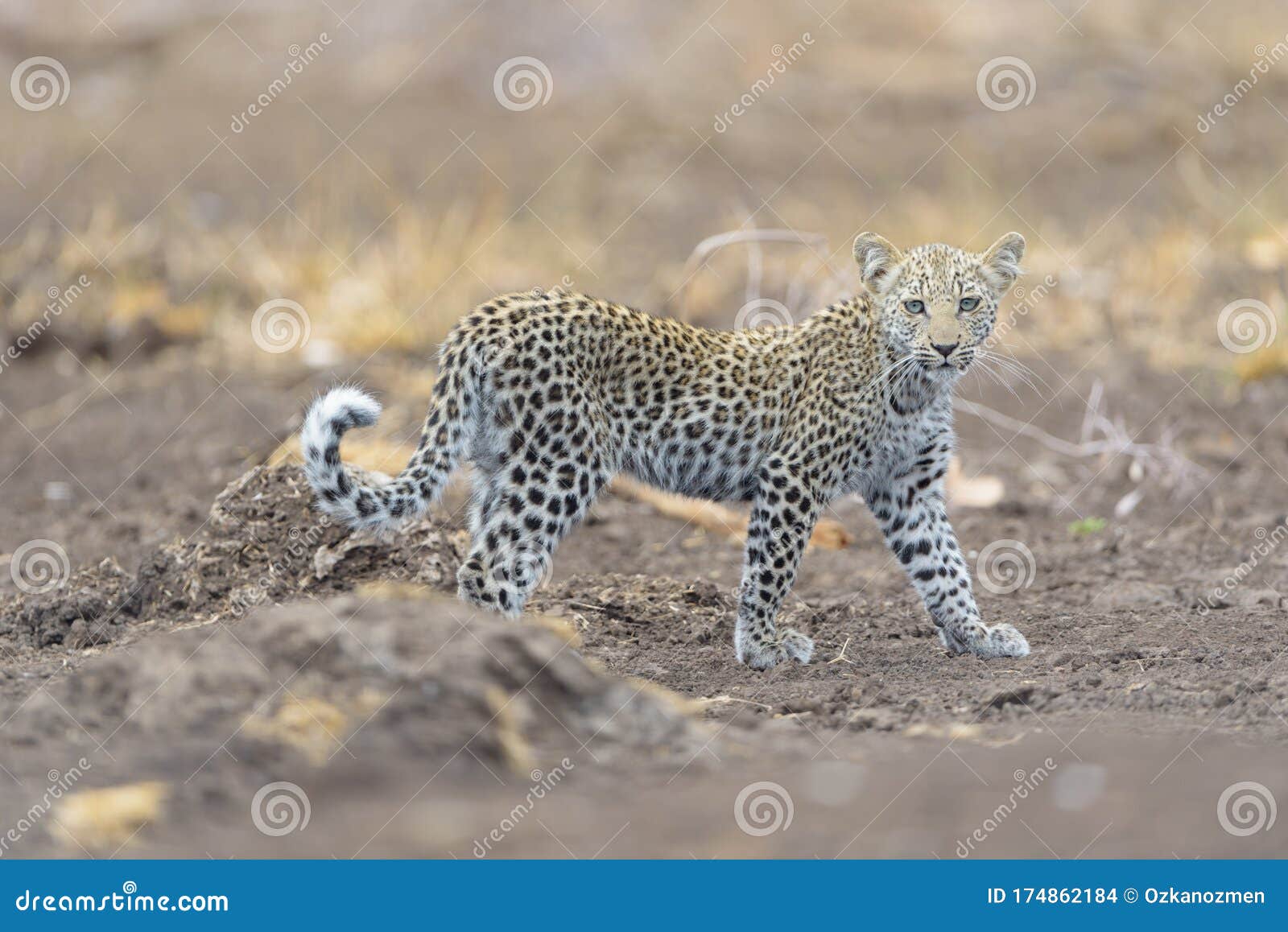 Leopard Cub in the Wilderness Stock Photo - Image of solitary ...