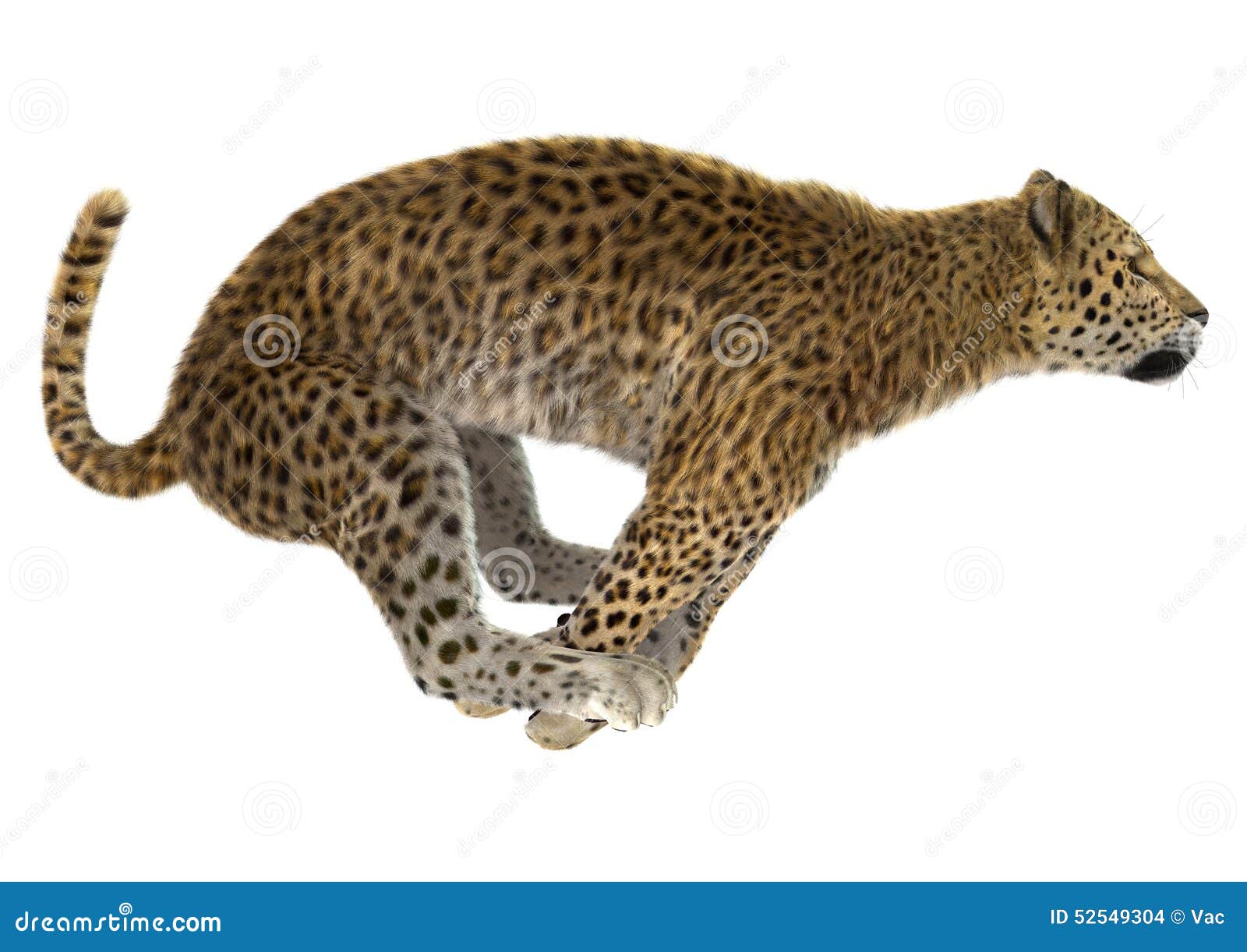 Leopard stock photo. Image of pounce, dashing, predator - 52549304