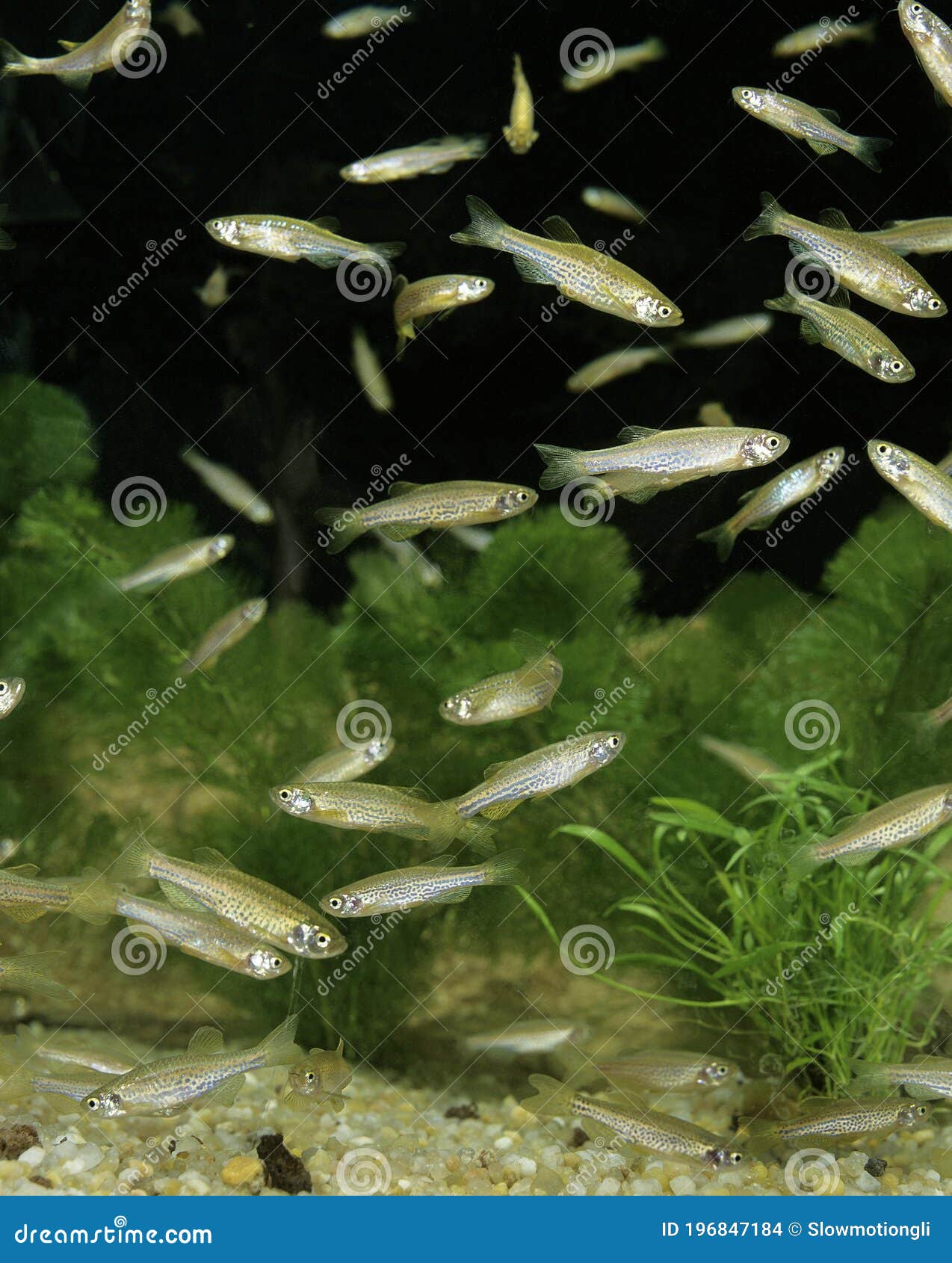 Leopard Danio, Danio Rerio Var Frankei Royalty-Free Stock Image ...